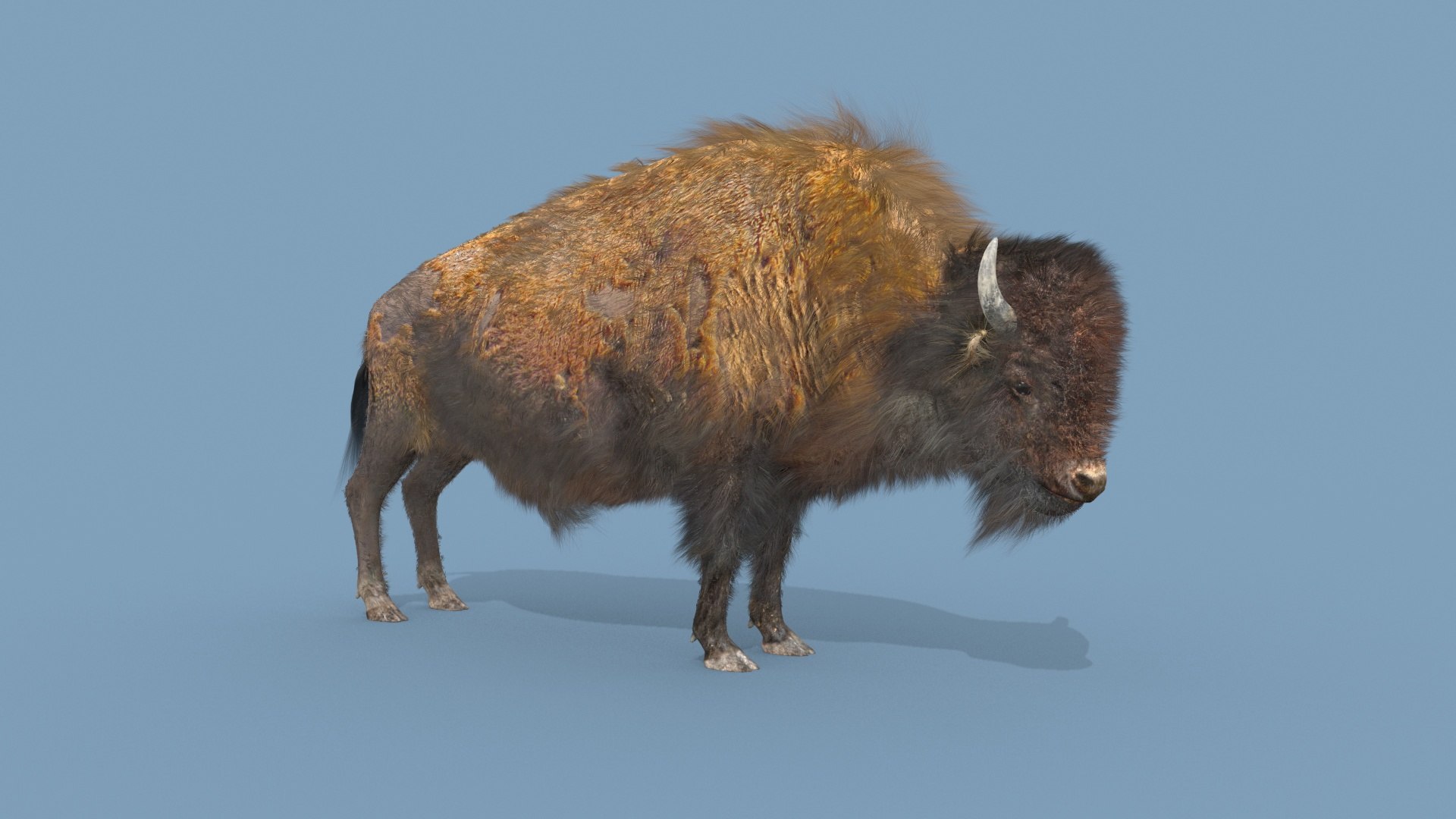 Pro Bison 8K - 3d Animated Model - TurboSquid 2339588