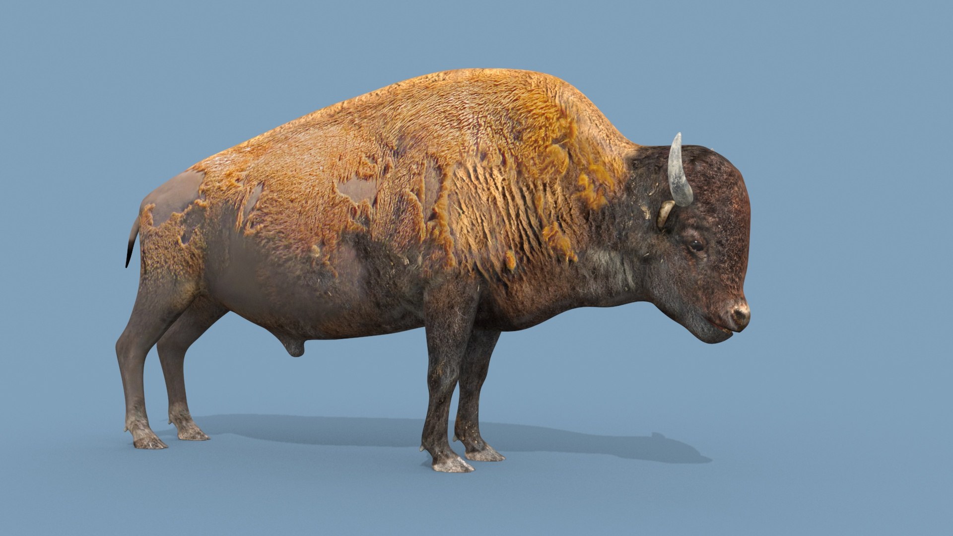 Pro Bison 8K - 3d Animated Model - TurboSquid 2339588