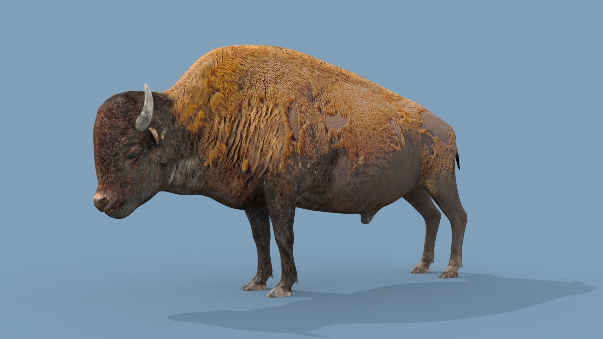 Pro Bison 8K - 3d Animated Model - TurboSquid 2339588