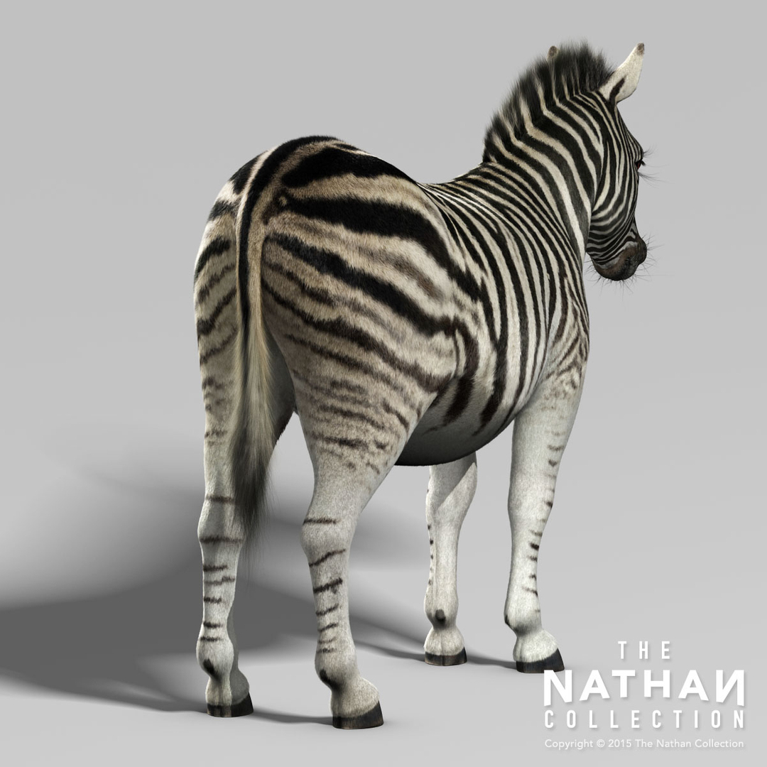 zebra adult fur 3d x