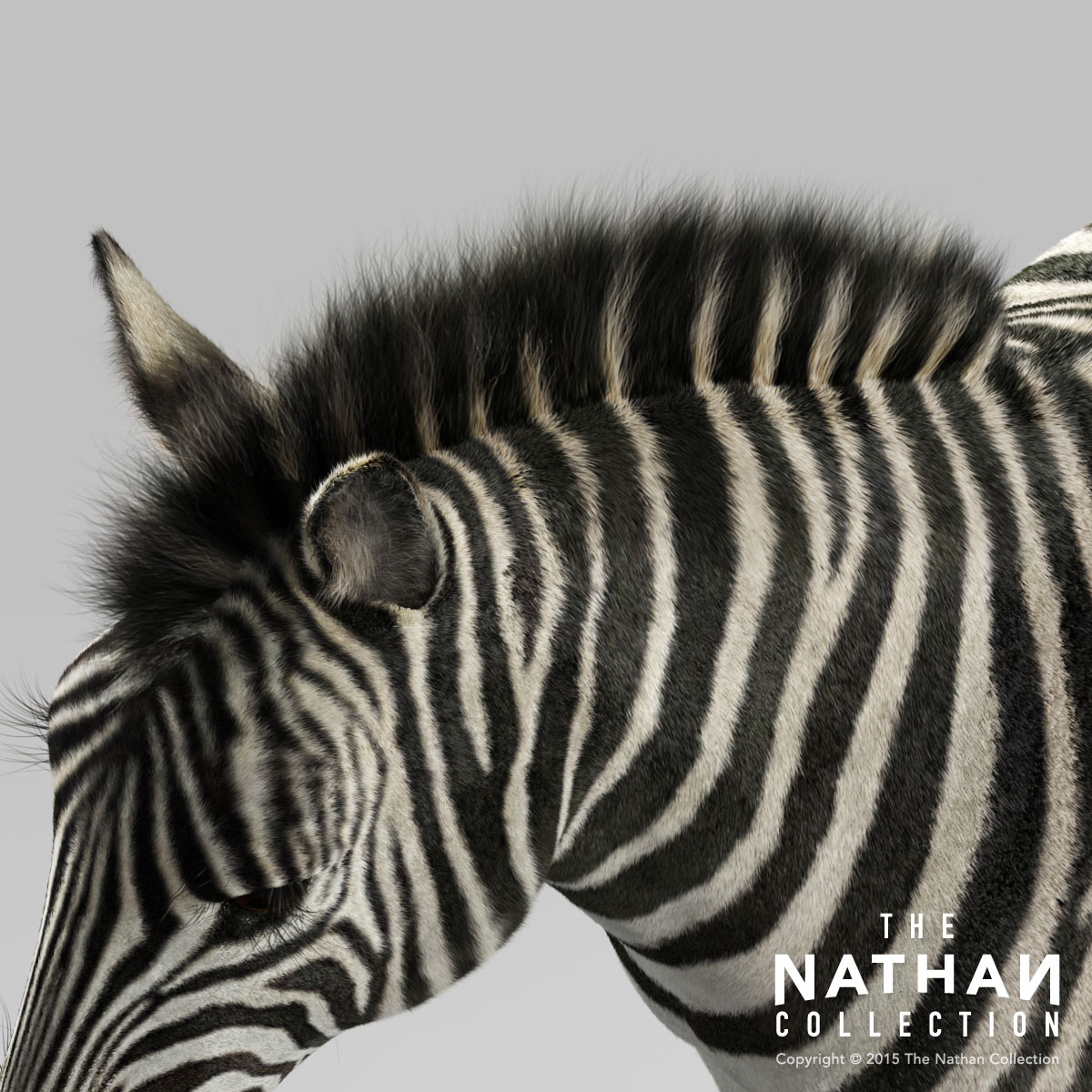 zebra adult fur 3d x