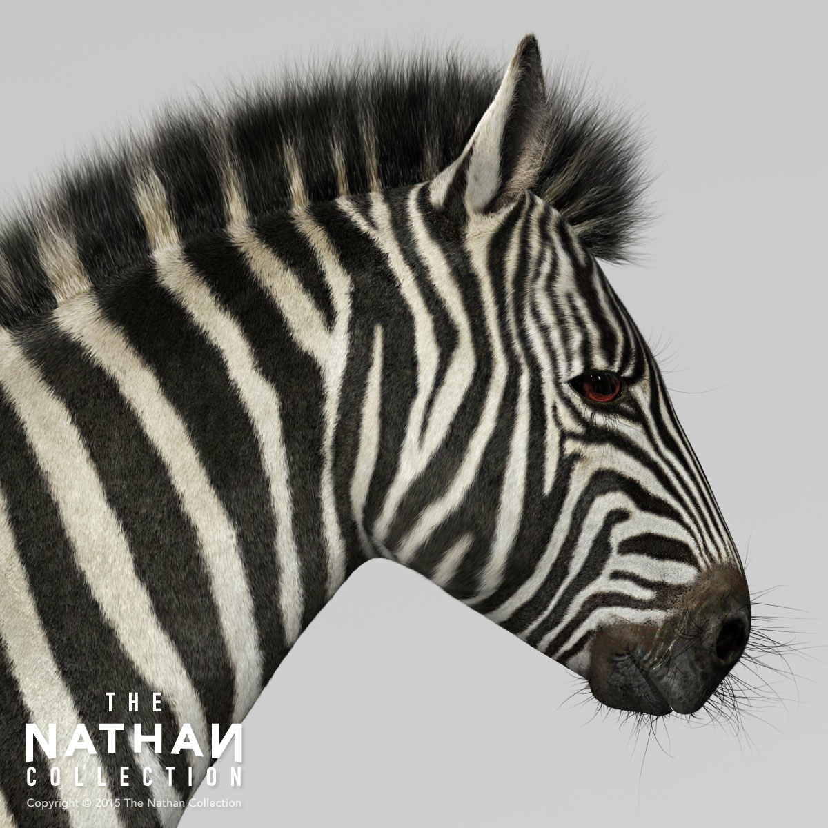 zebra adult fur 3d x