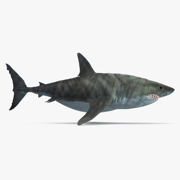 3D Megalodon Models | TurboSquid