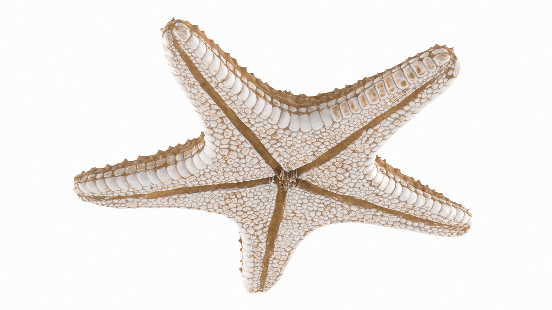 3D Realistic Starfish - TurboSquid 2335532