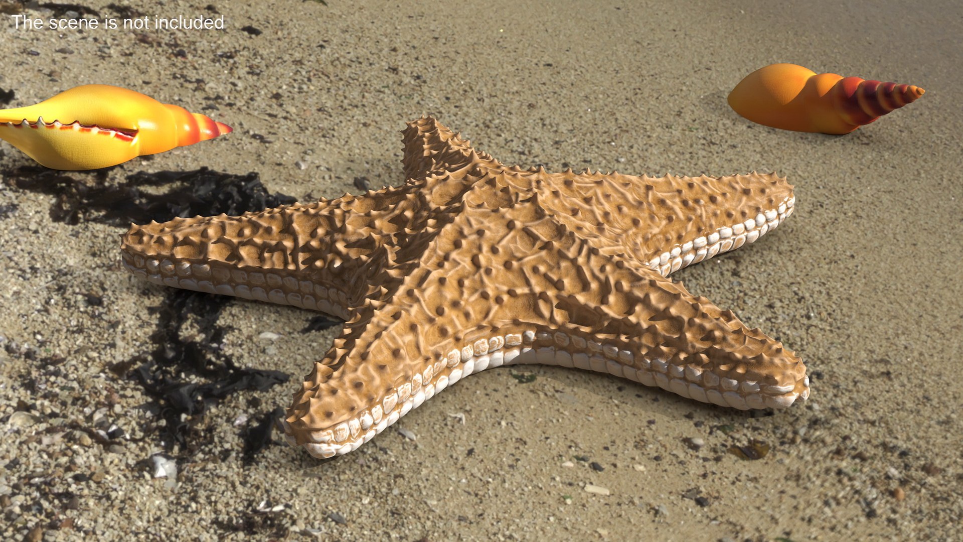 3D Realistic Starfish - TurboSquid 2335532