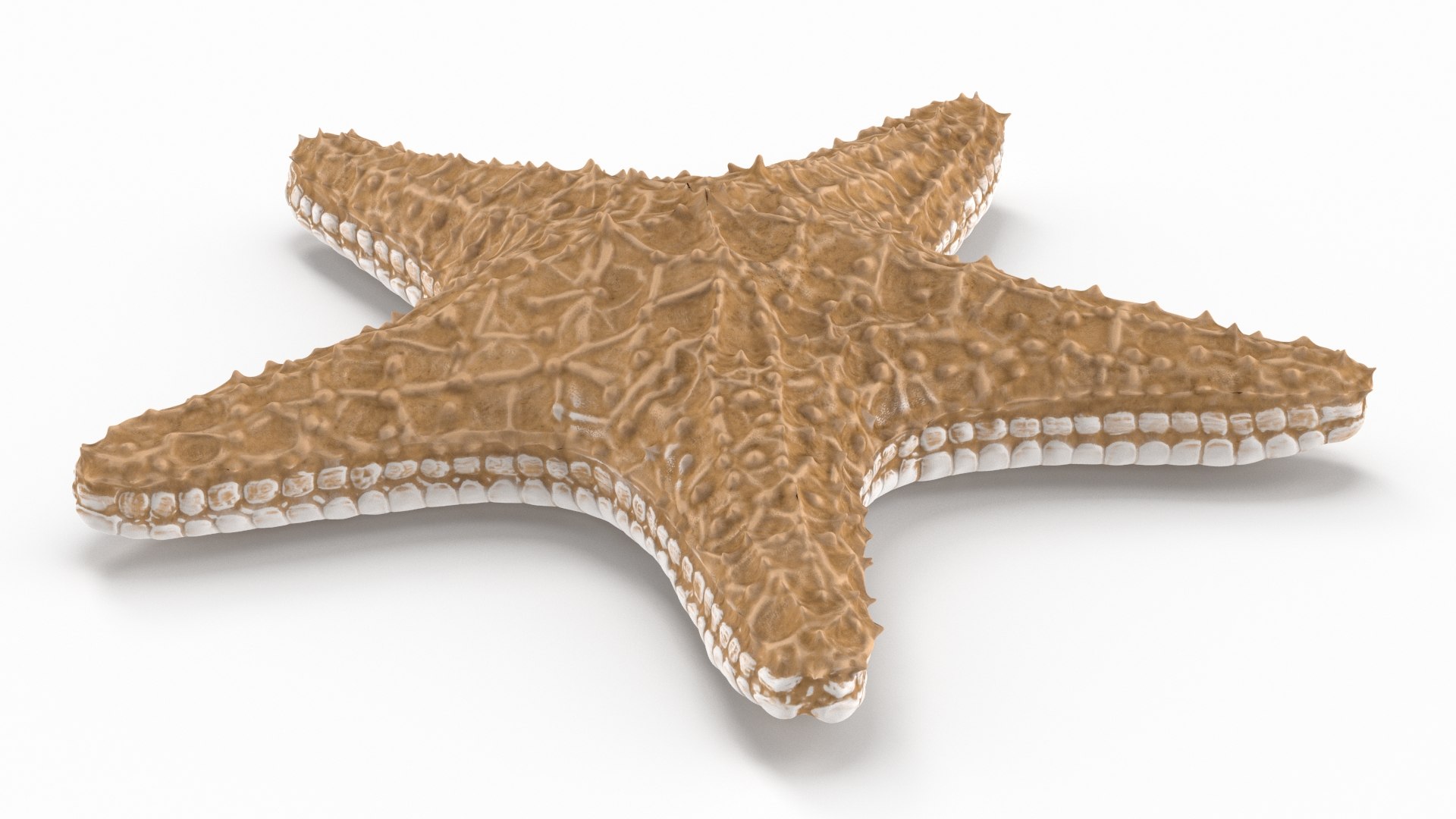 3D Realistic Starfish - TurboSquid 2335532