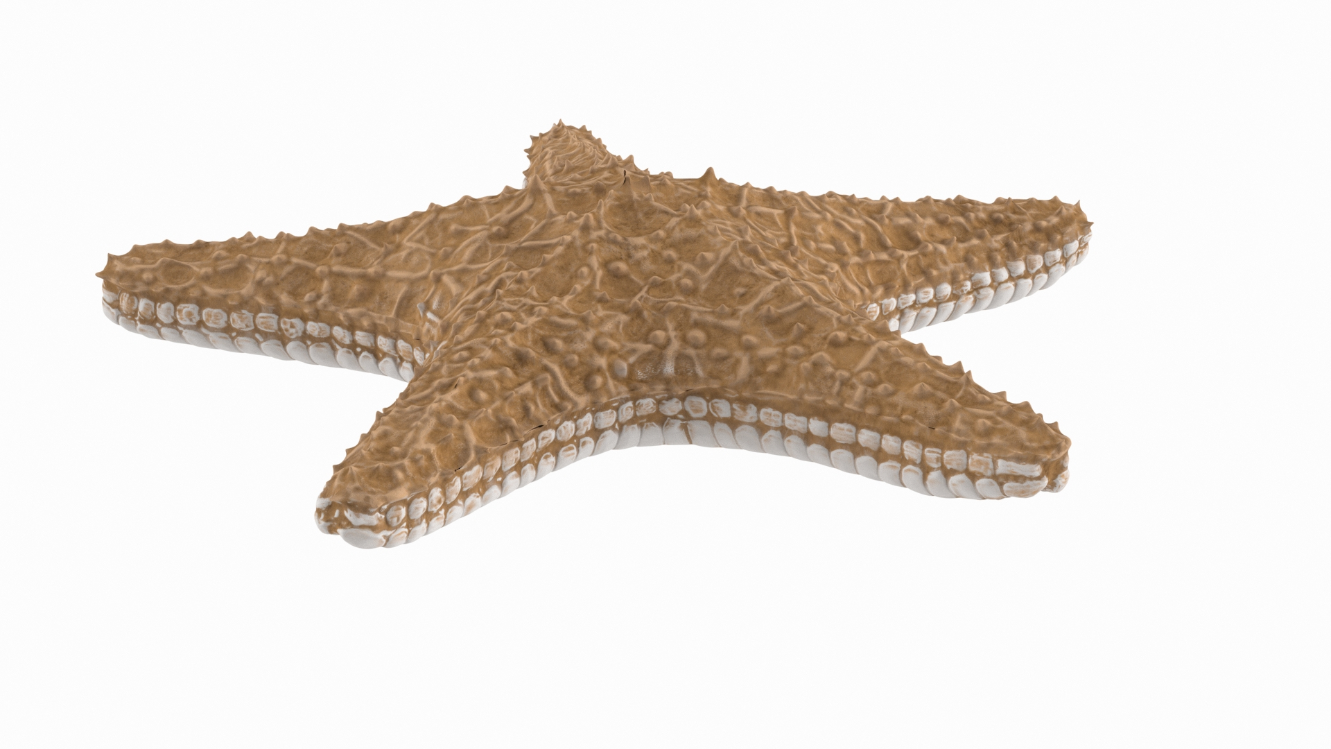 3D Realistic Starfish - TurboSquid 2335532