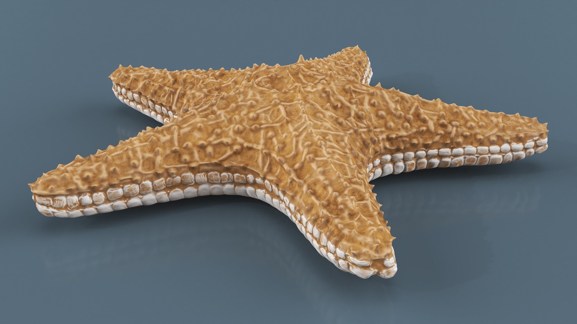 3D Realistic Starfish - TurboSquid 2335532
