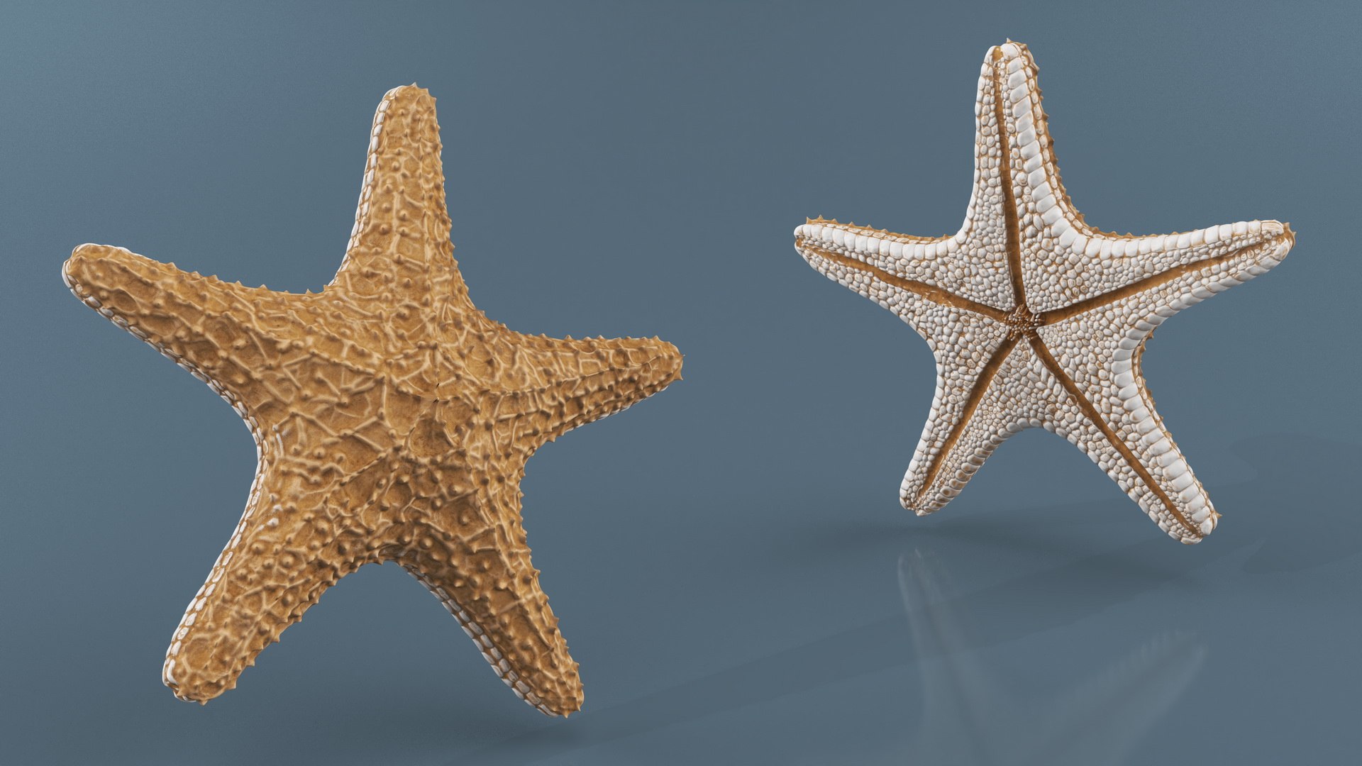 3D Realistic Starfish - TurboSquid 2335532