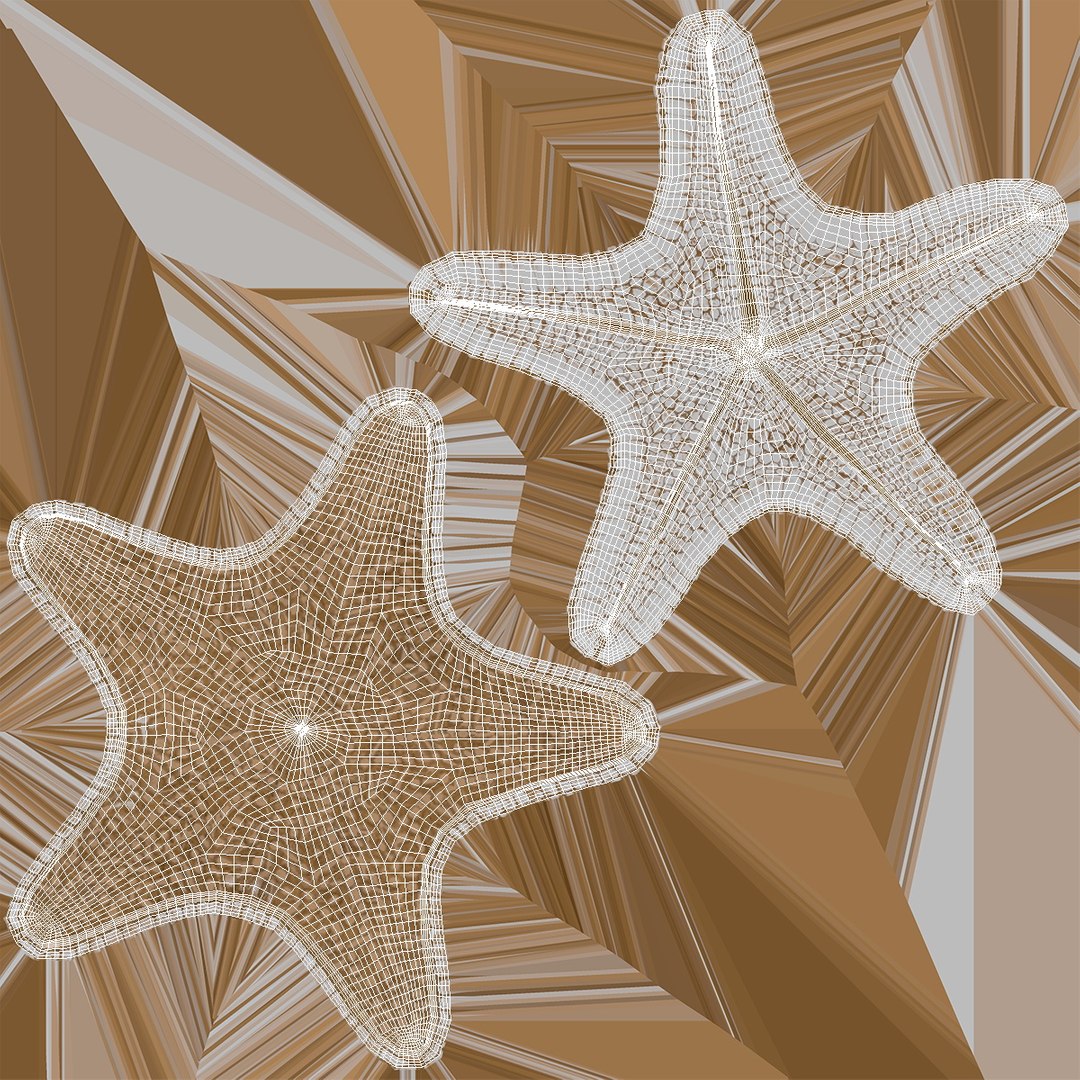 3D Realistic Starfish - TurboSquid 2335532