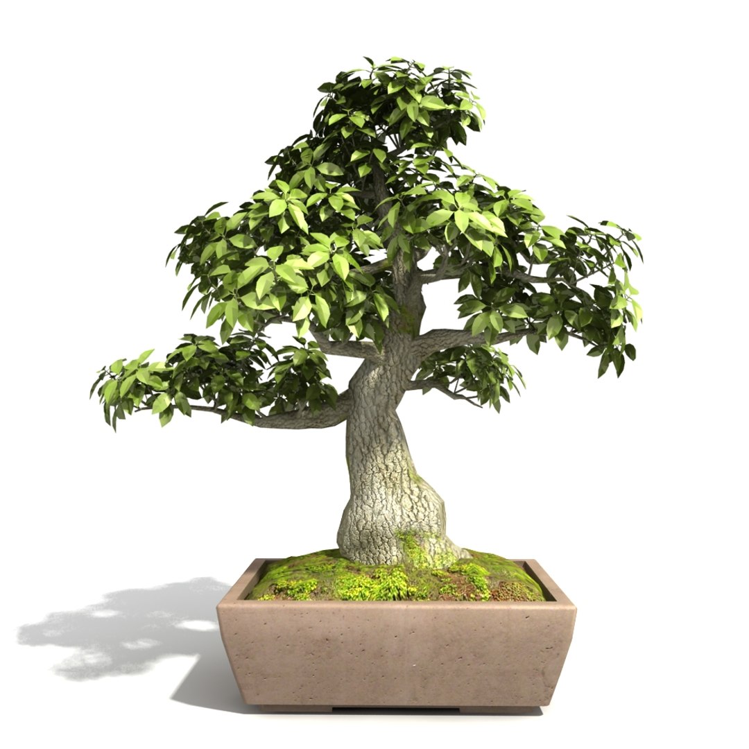 3dsmax Bonsai 01
