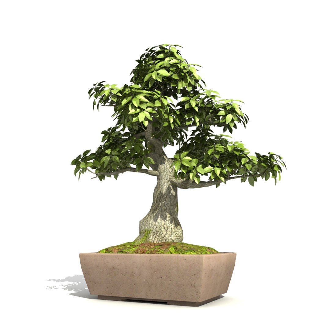 3dsmax Bonsai 01