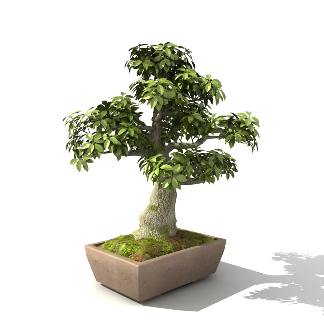 3dsmax Bonsai 01