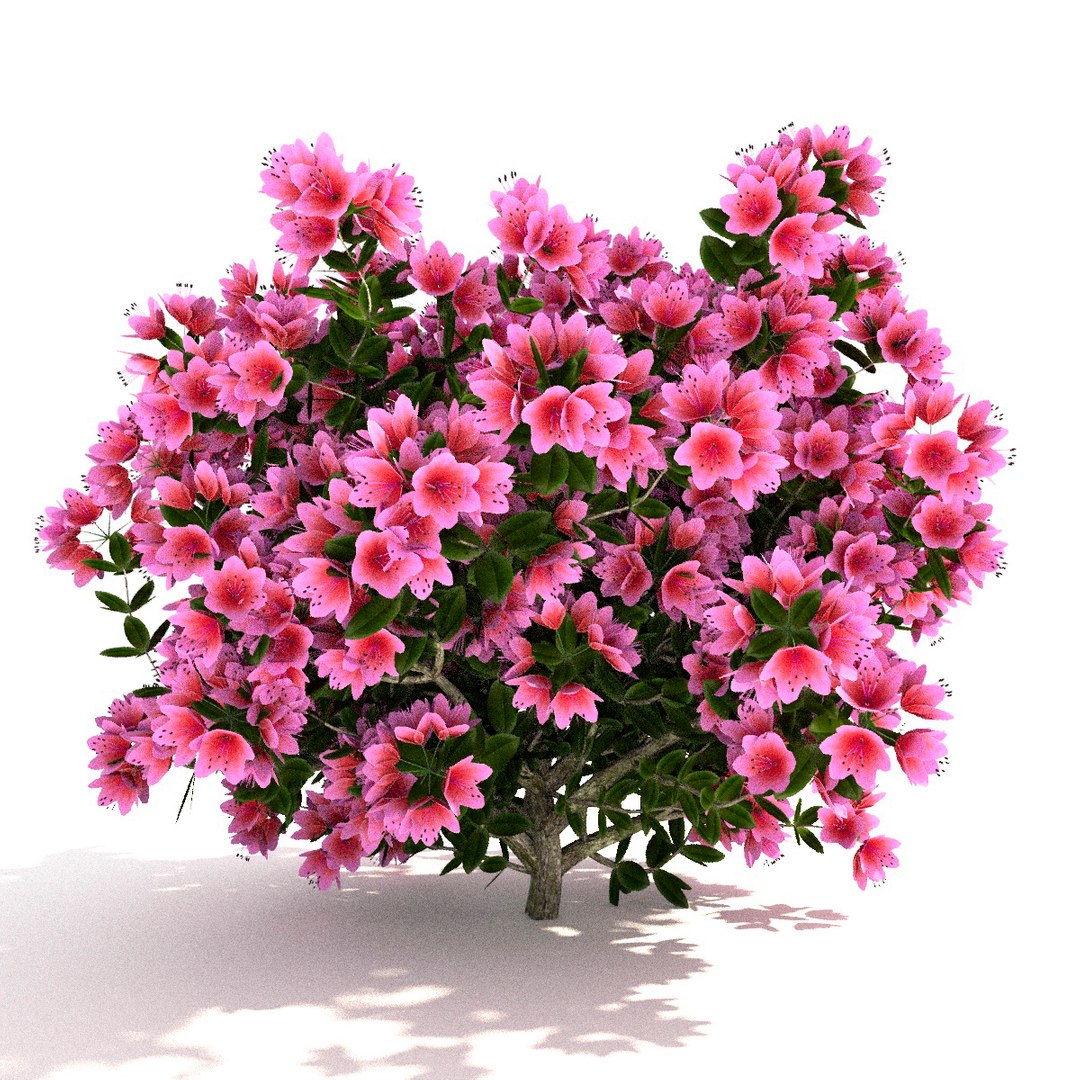 Azalea Trees 3D Model - TurboSquid 1196378