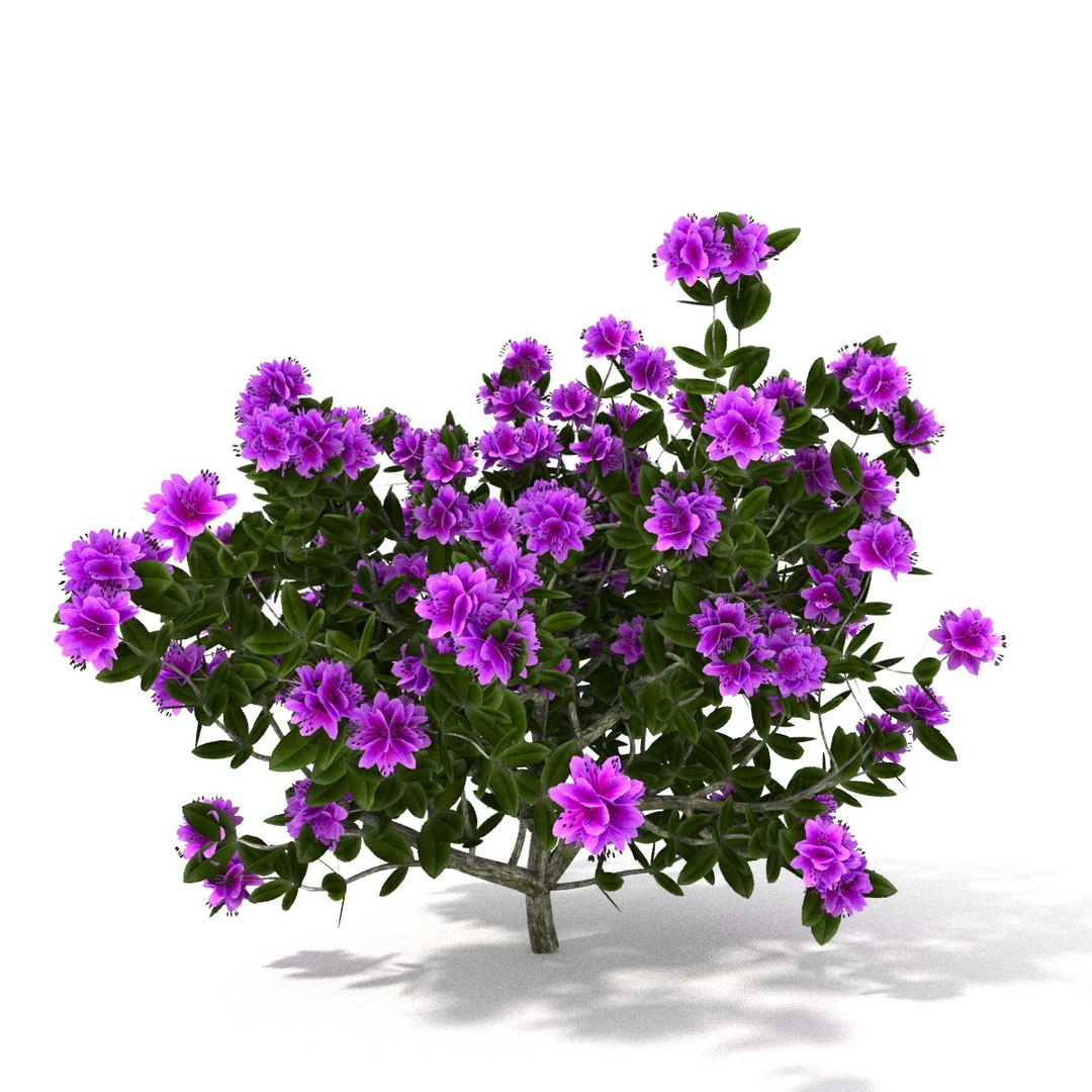 Azalea Trees 3D Model - TurboSquid 1196378