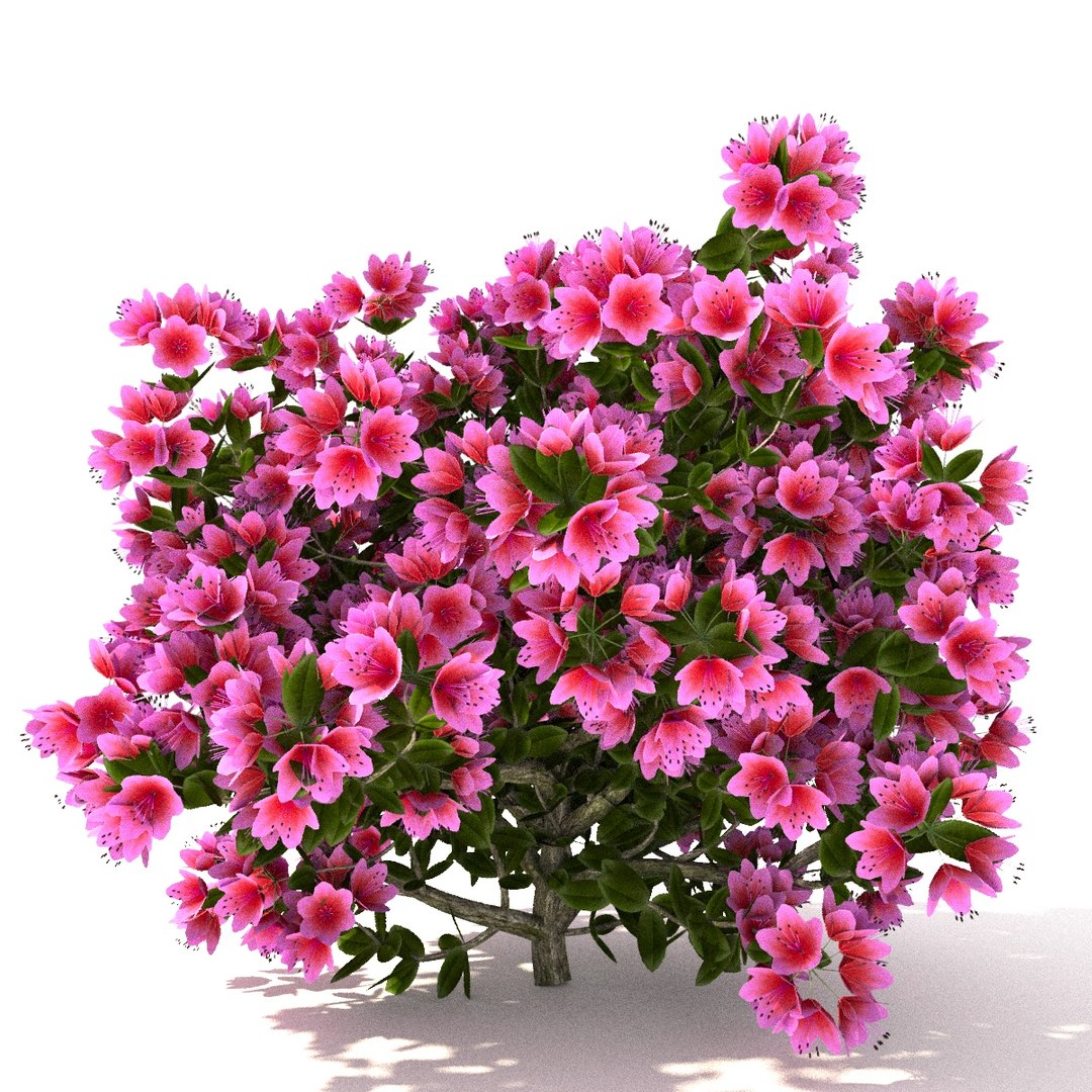 Azalea Trees 3D Model - TurboSquid 1196378