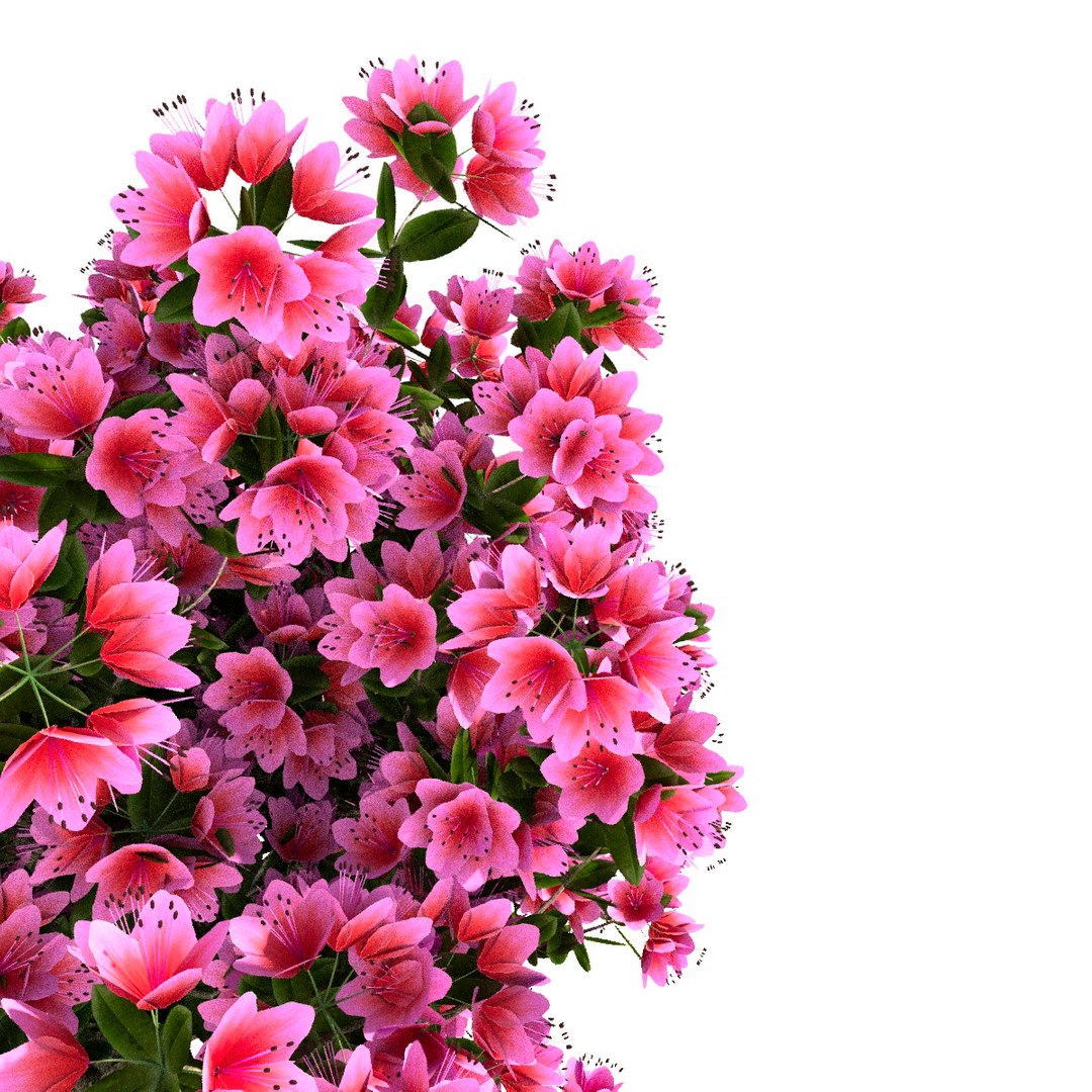 Azalea Trees 3D Model - TurboSquid 1196378