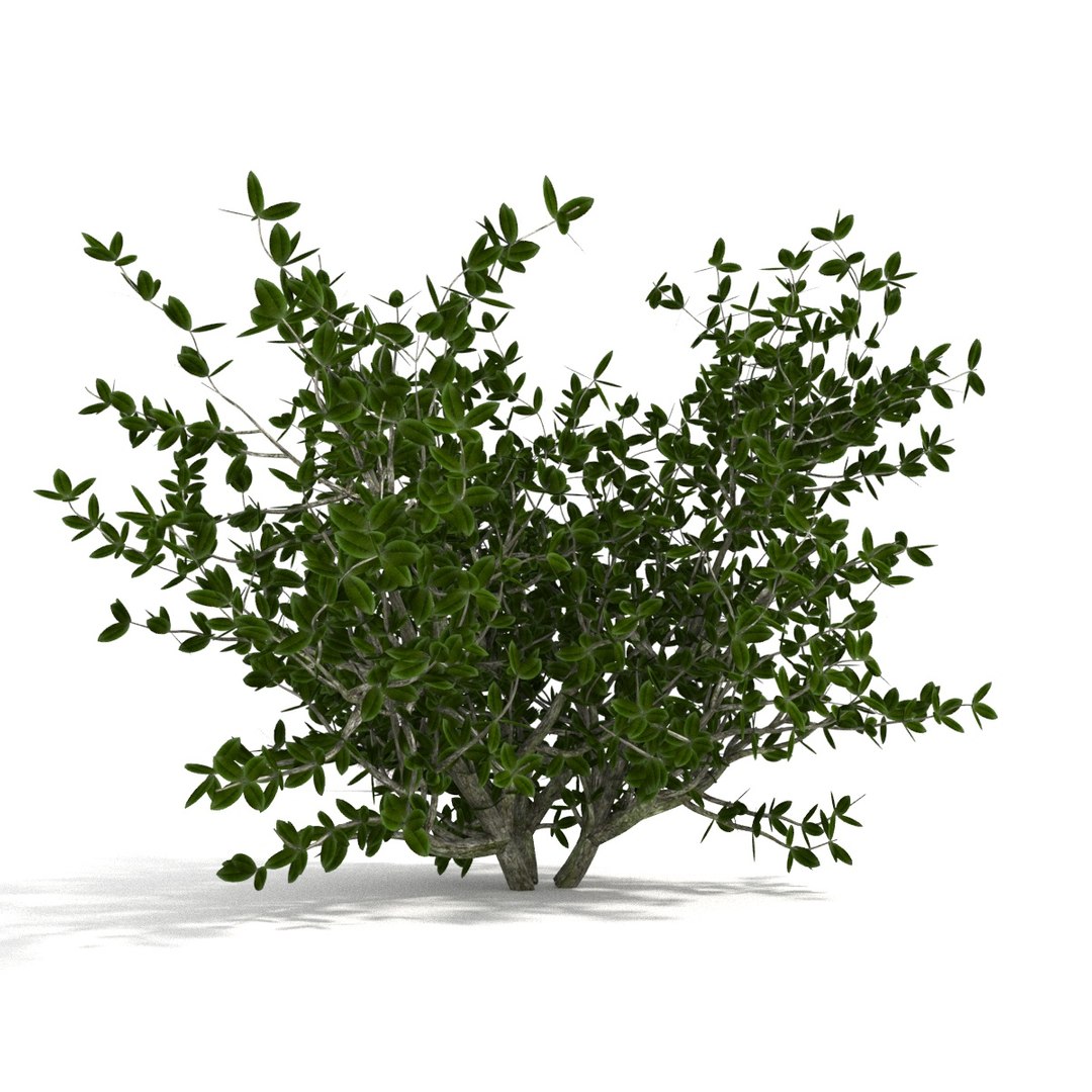 Azalea Trees 3D Model - TurboSquid 1196378