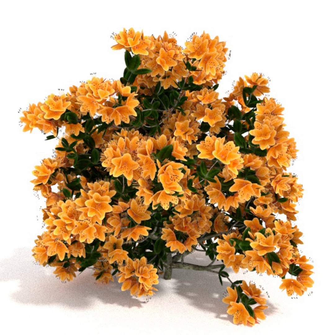 Azalea Trees 3D Model - TurboSquid 1196378