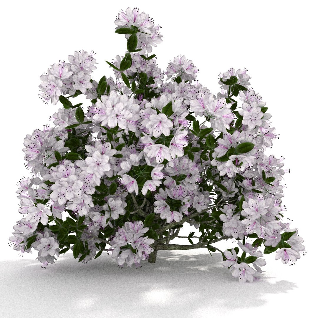 Azalea Trees 3D Model - TurboSquid 1196378
