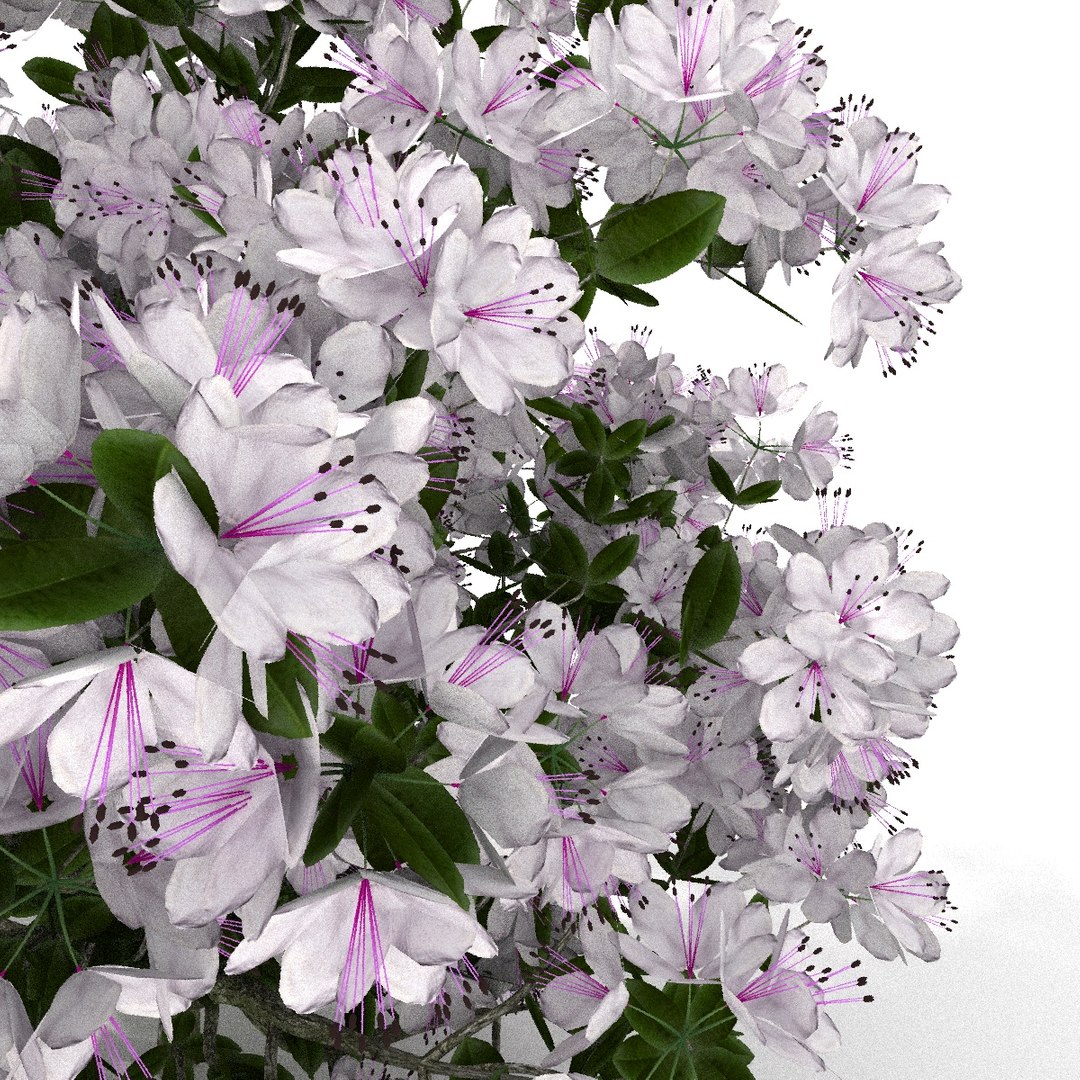 Azalea Trees 3D Model - TurboSquid 1196378
