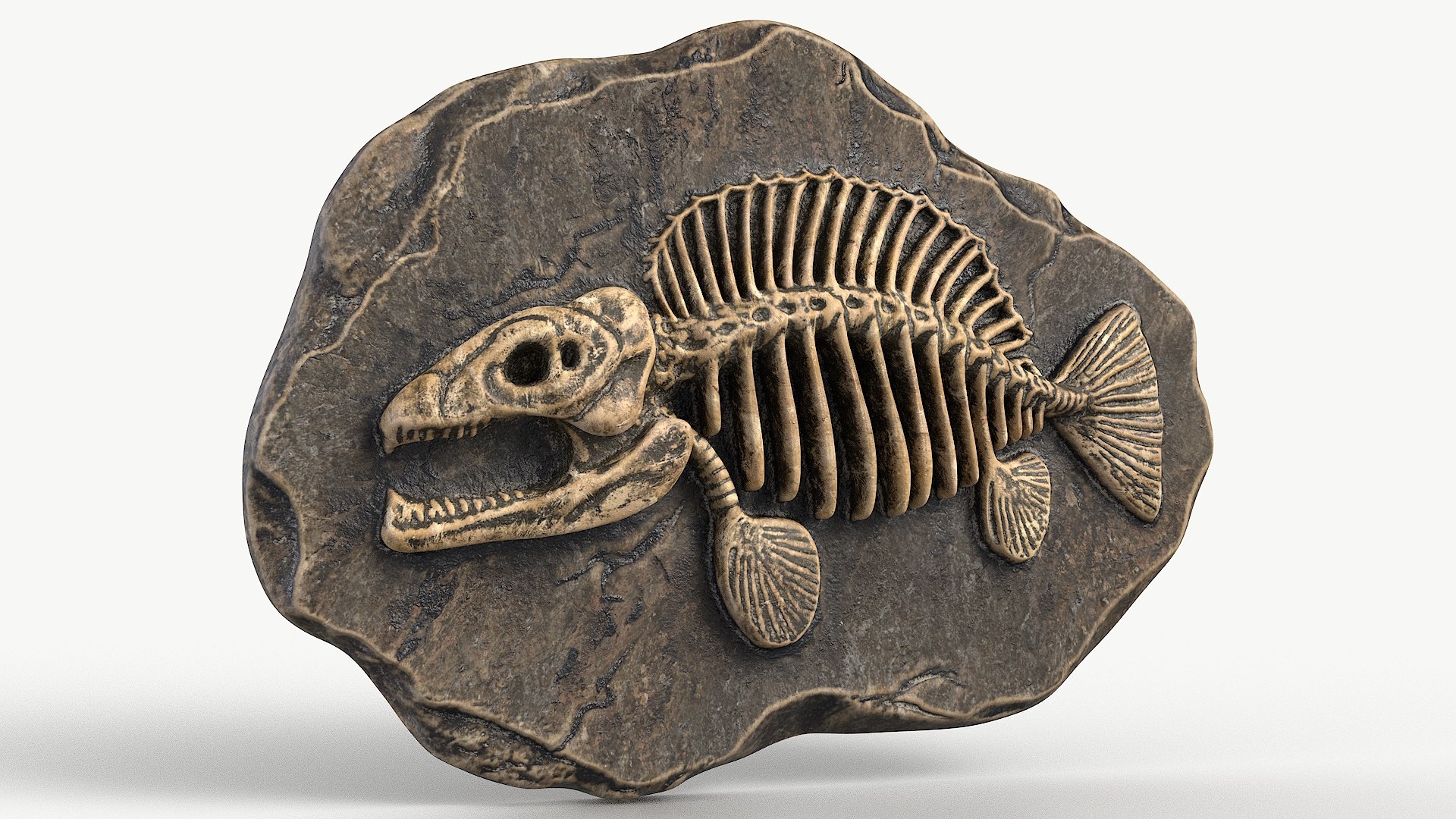 3D Prehistoric Fish Skeleton Fossil 019 Textured Model - TurboSquid 2302543