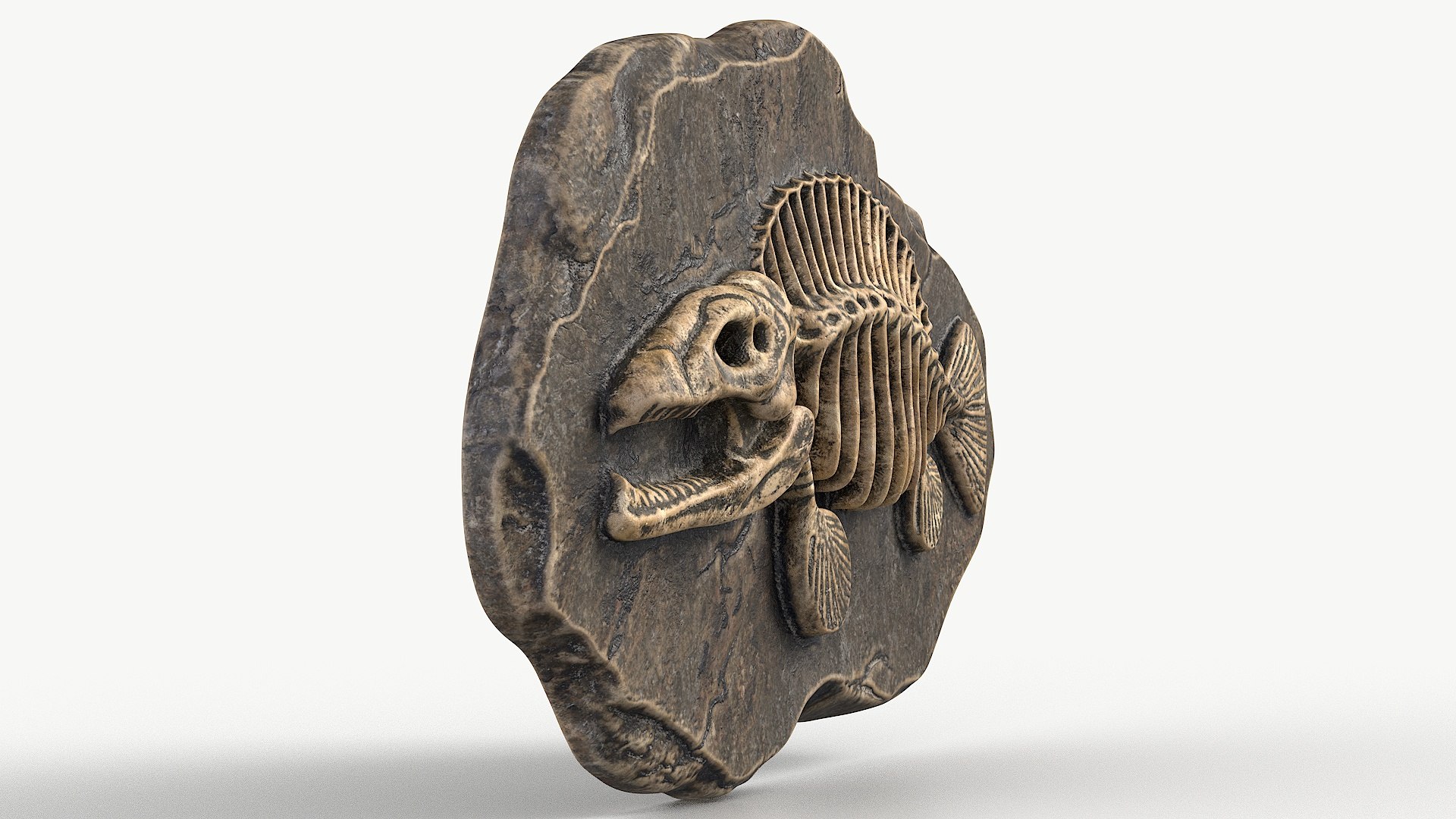 3D Prehistoric Fish Skeleton Fossil 019 Textured Model - TurboSquid 2302543