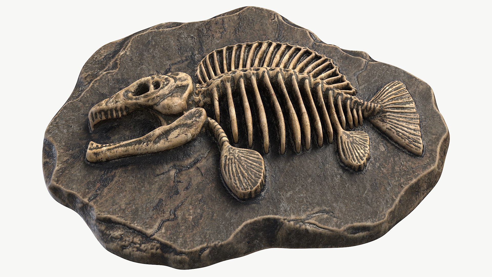 3D Prehistoric Fish Skeleton Fossil 019 Textured Model - TurboSquid 2302543