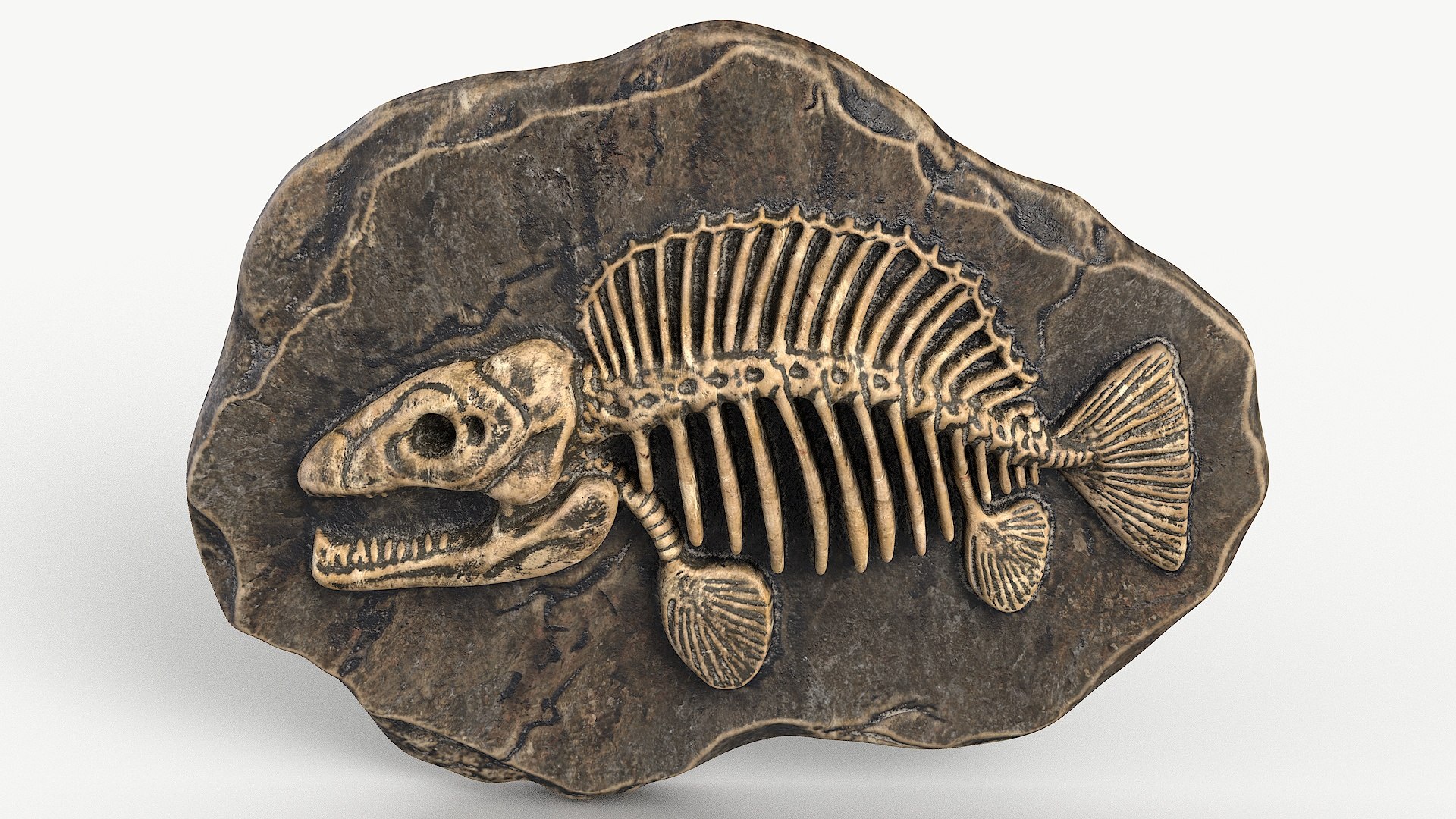 3D Prehistoric Fish Skeleton Fossil 019 Textured Model - TurboSquid 2302543