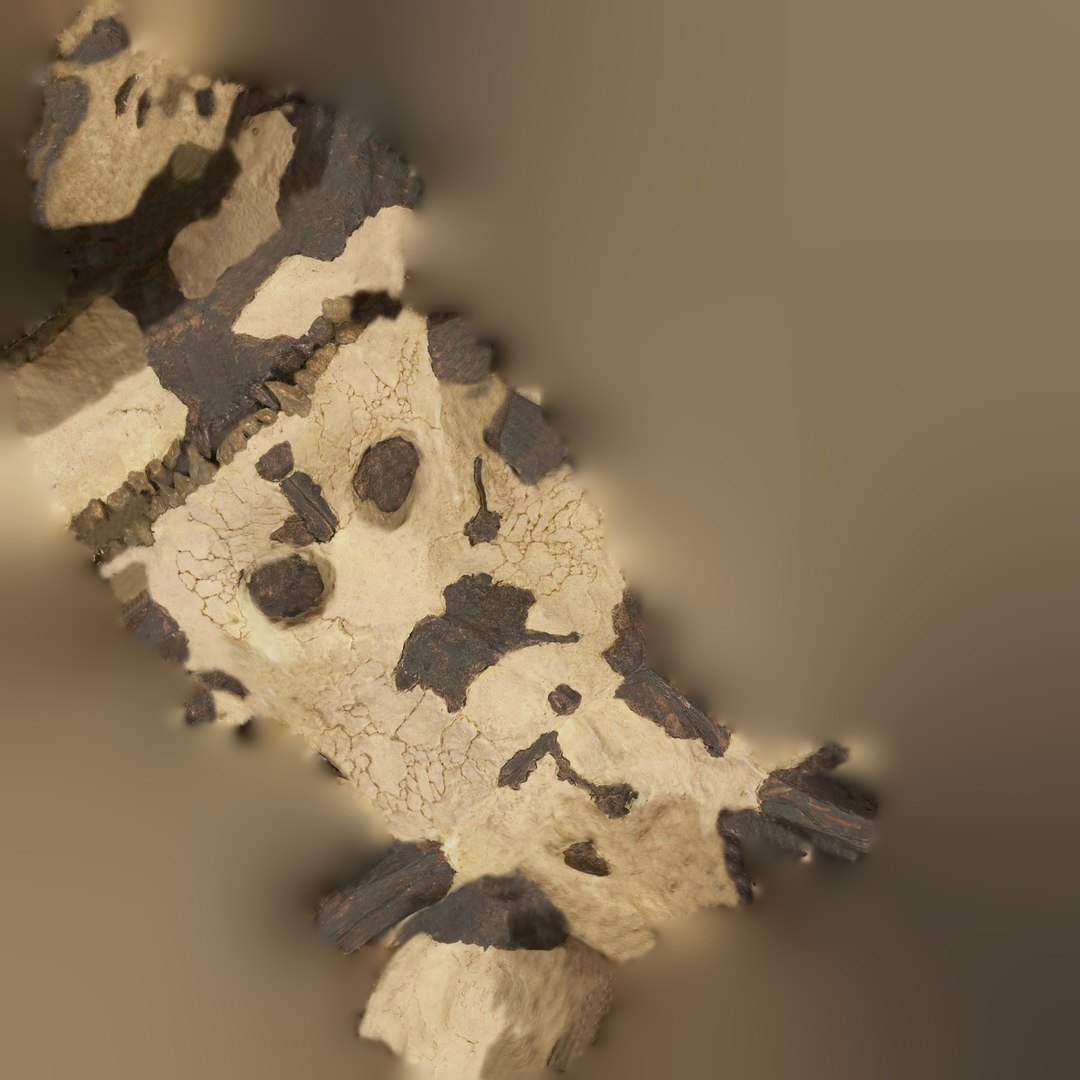 Free 3D Skull Aegyptopithecus Zeuxis - TurboSquid 1327594