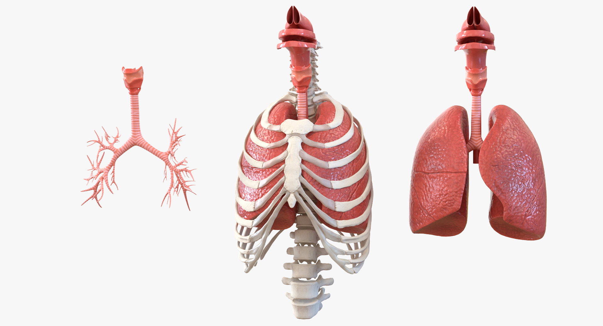 3D Male Ribcage Respiratory Model - TurboSquid 1214487