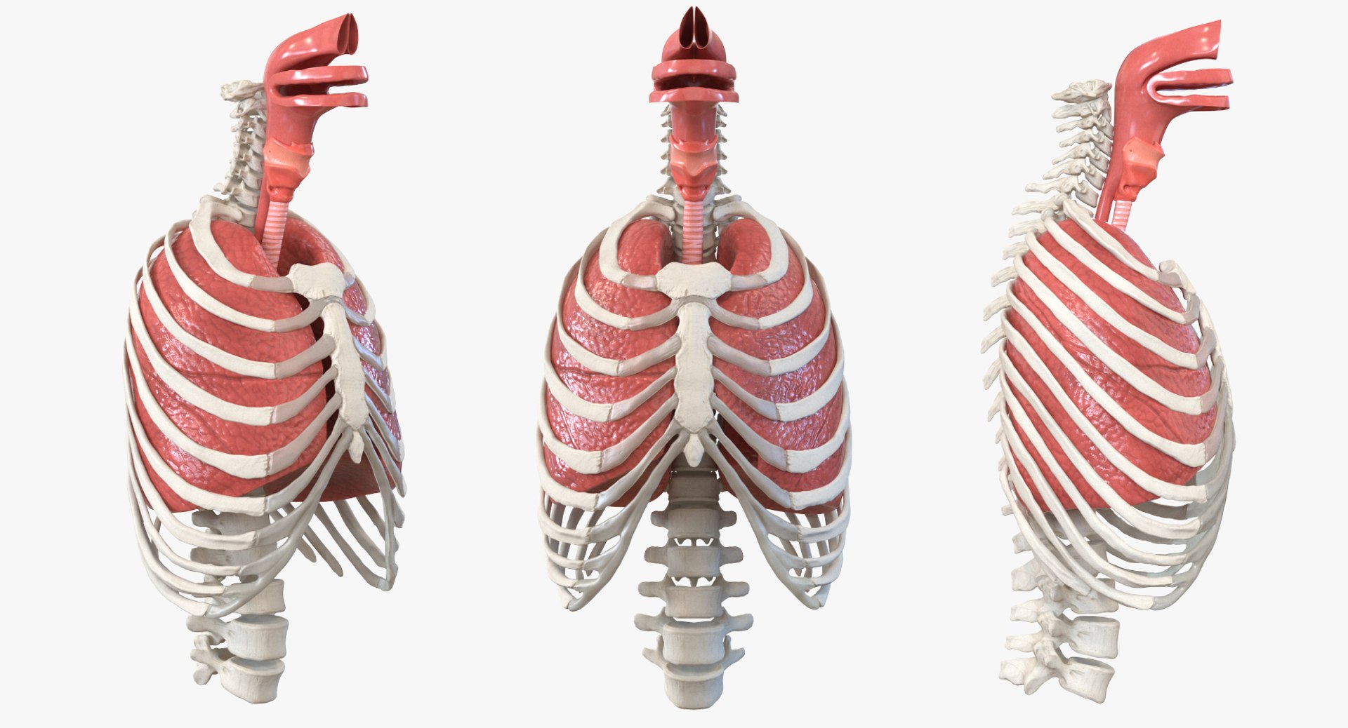 3D Male Ribcage Respiratory Model - TurboSquid 1214487
