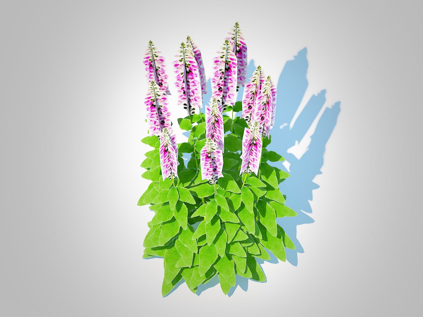 Digitalis Purpurea - Common Foxglove Pink Model - TurboSquid 2294700