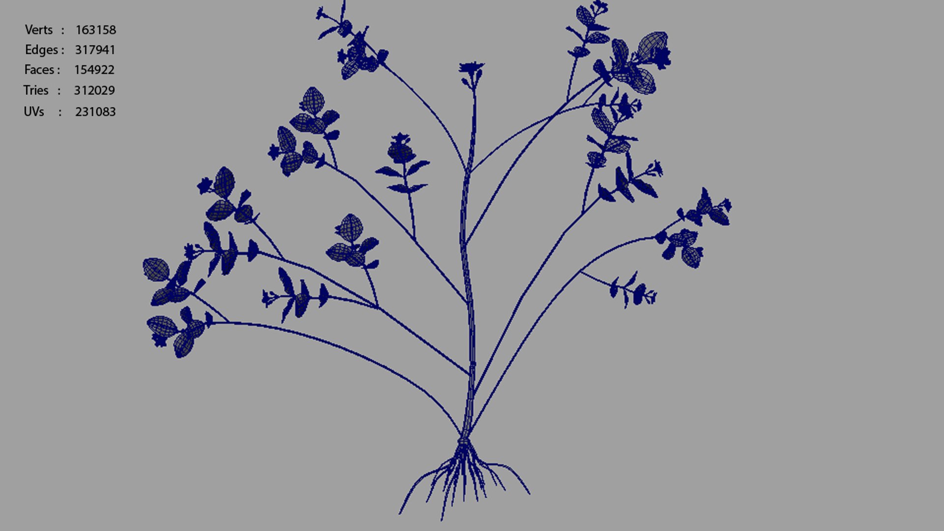 3d model jasminum jasmine flowering