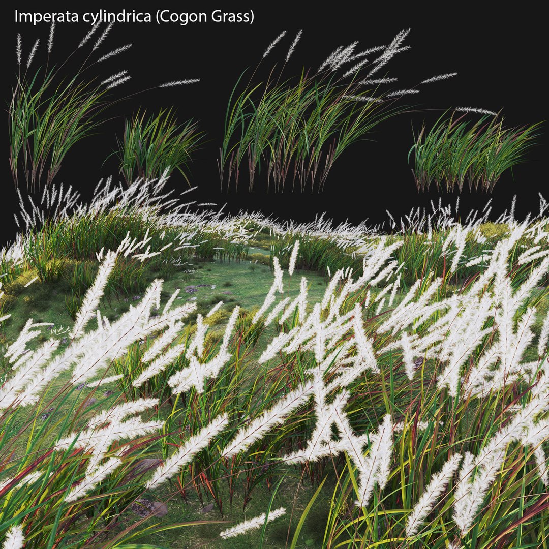 Imperata Cylindrica - Cogon Grass 02 3D - TurboSquid 1976035