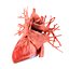 Human Heart Animation 3d Model