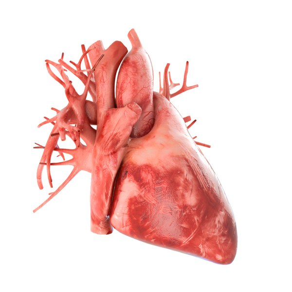 human heart animation 3d model