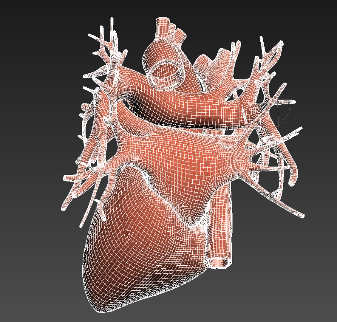 Human Heart Animation 3d Model