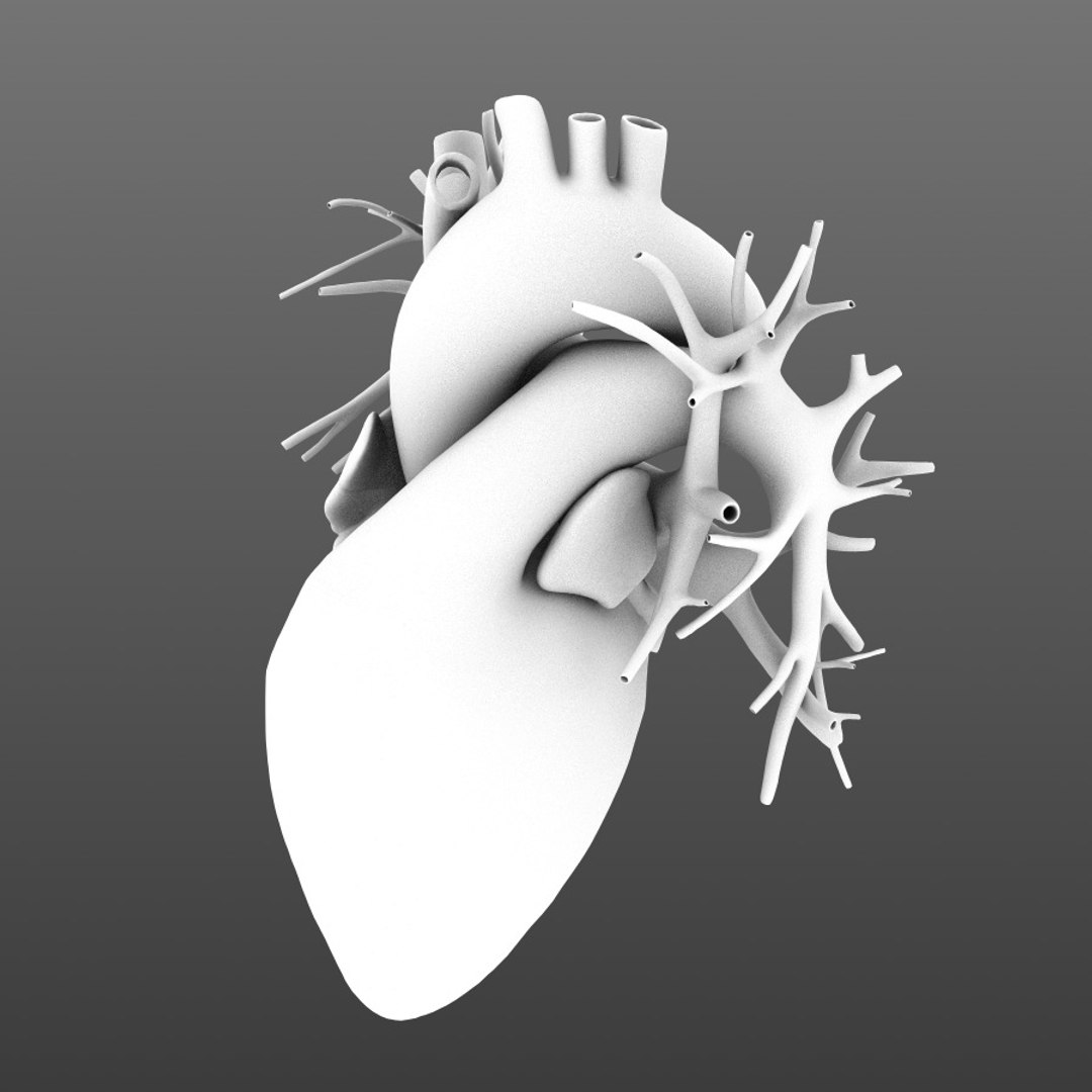 Human Heart Animation 3d Model