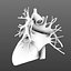 Human Heart Animation 3d Model