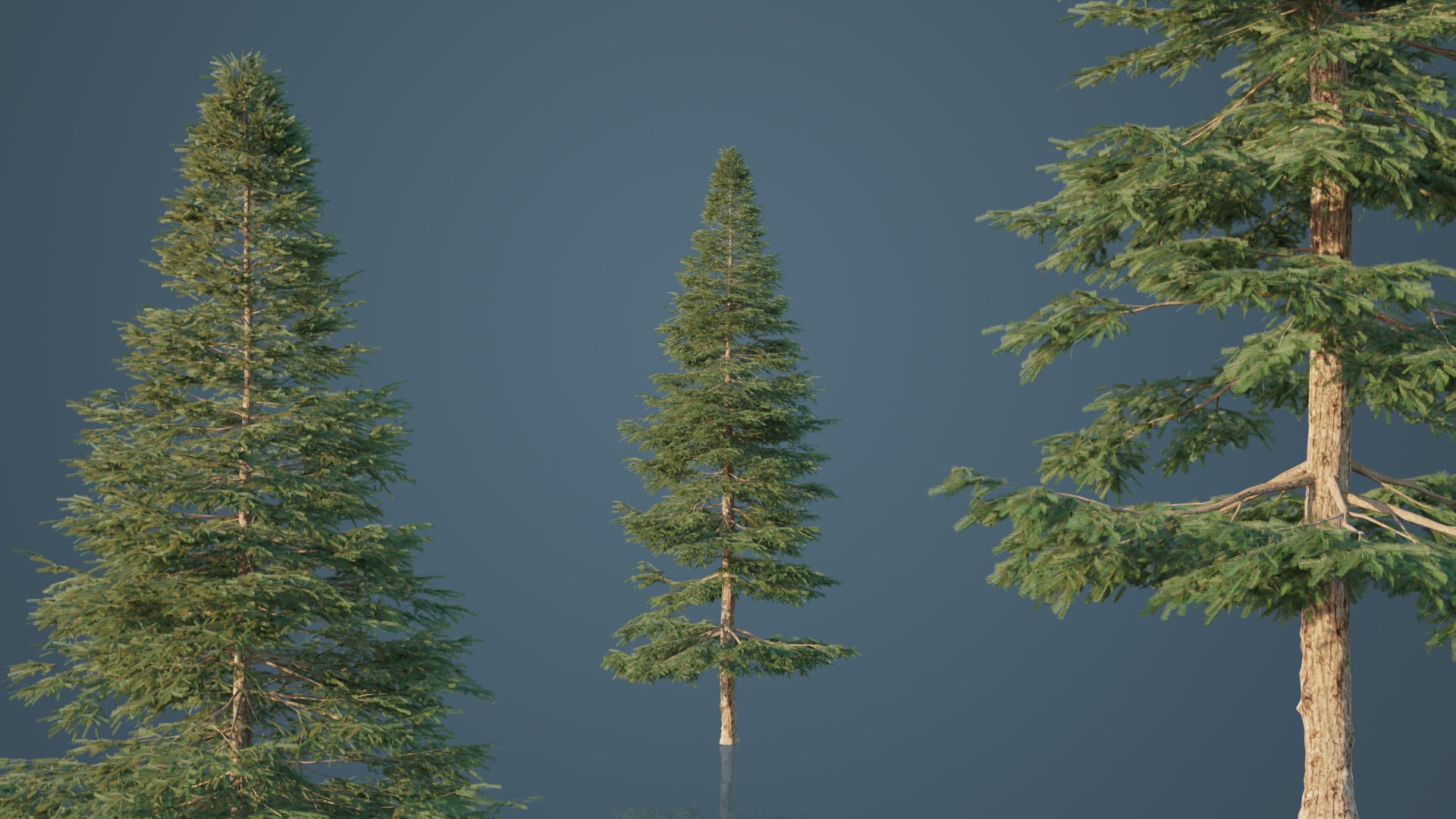 Red Spruce Trees 3D - TurboSquid 1763255