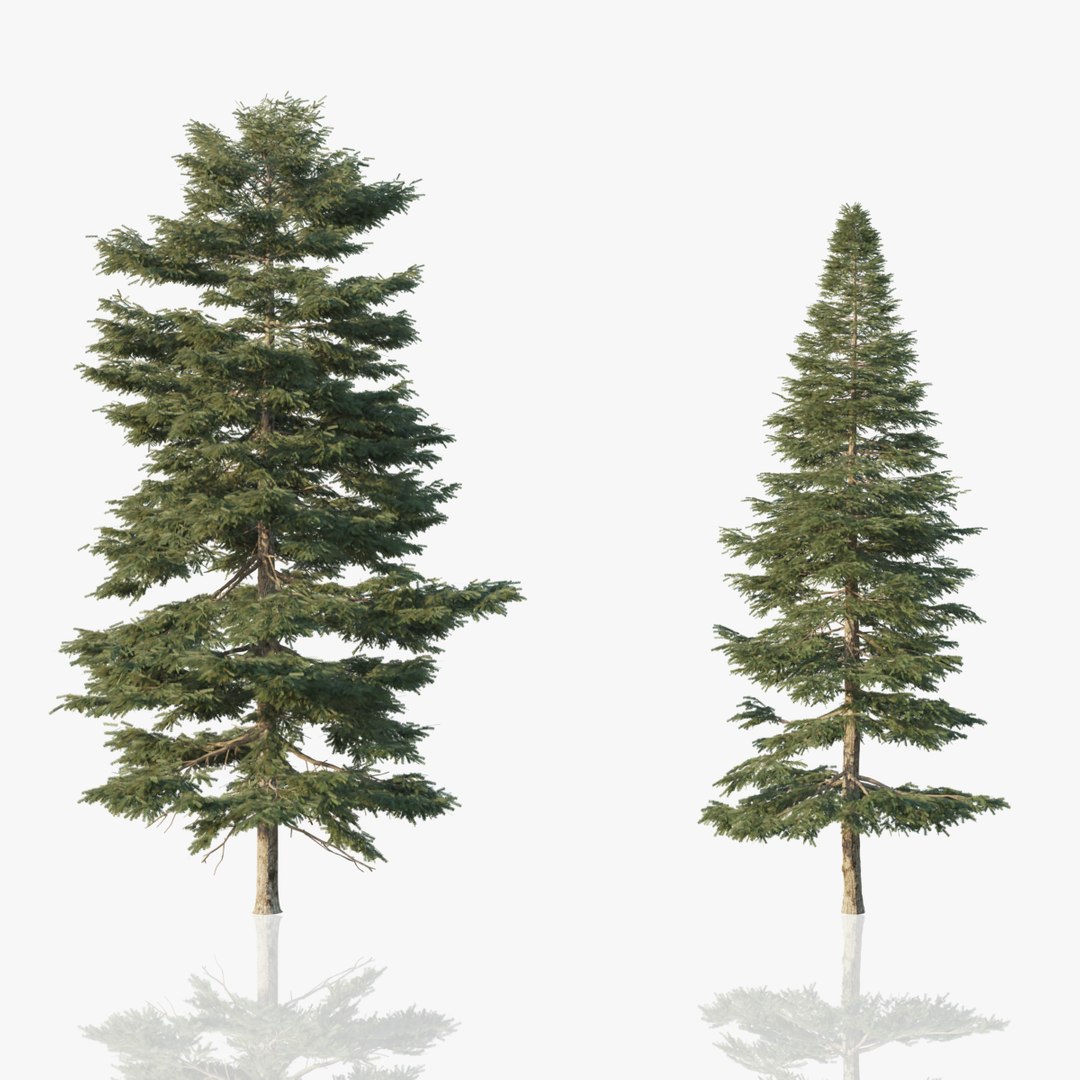 Red Spruce Trees 3D - TurboSquid 1763255