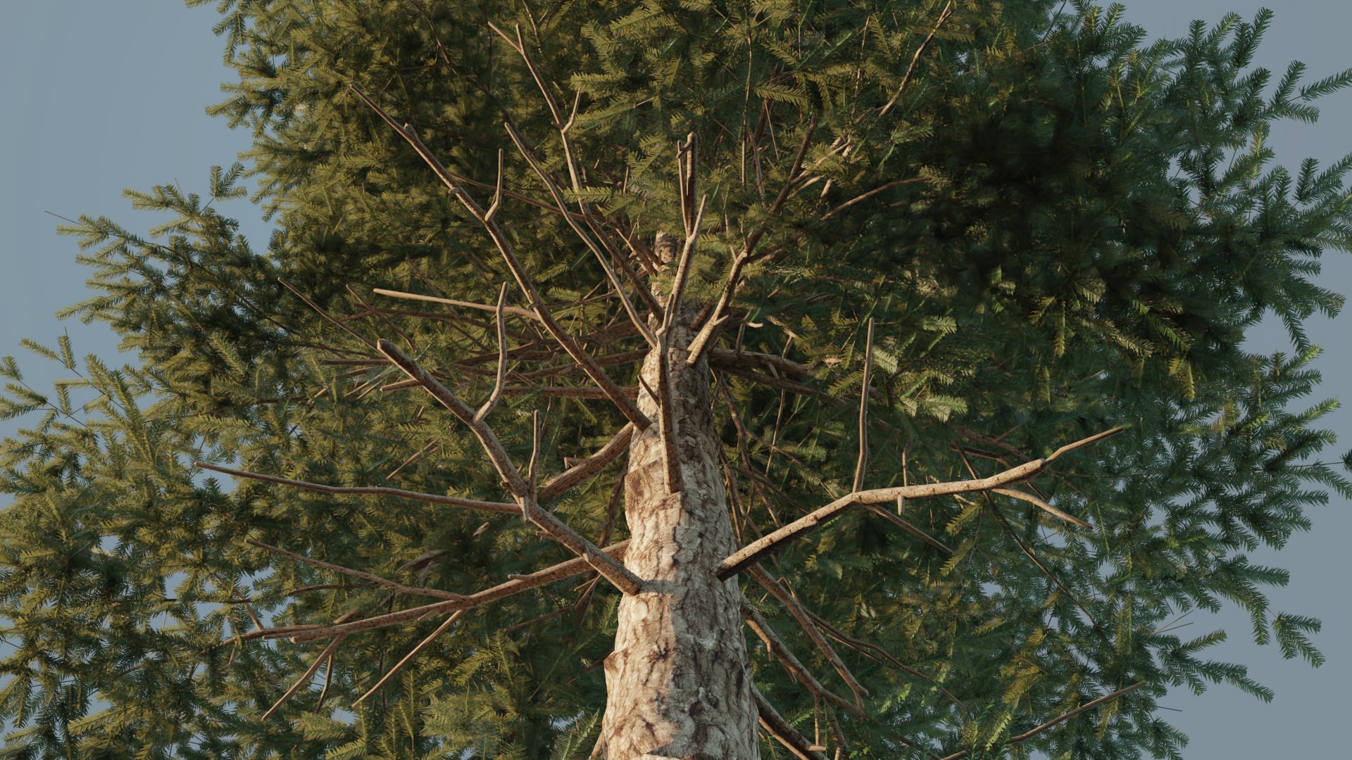 Red Spruce Trees 3D - TurboSquid 1763255