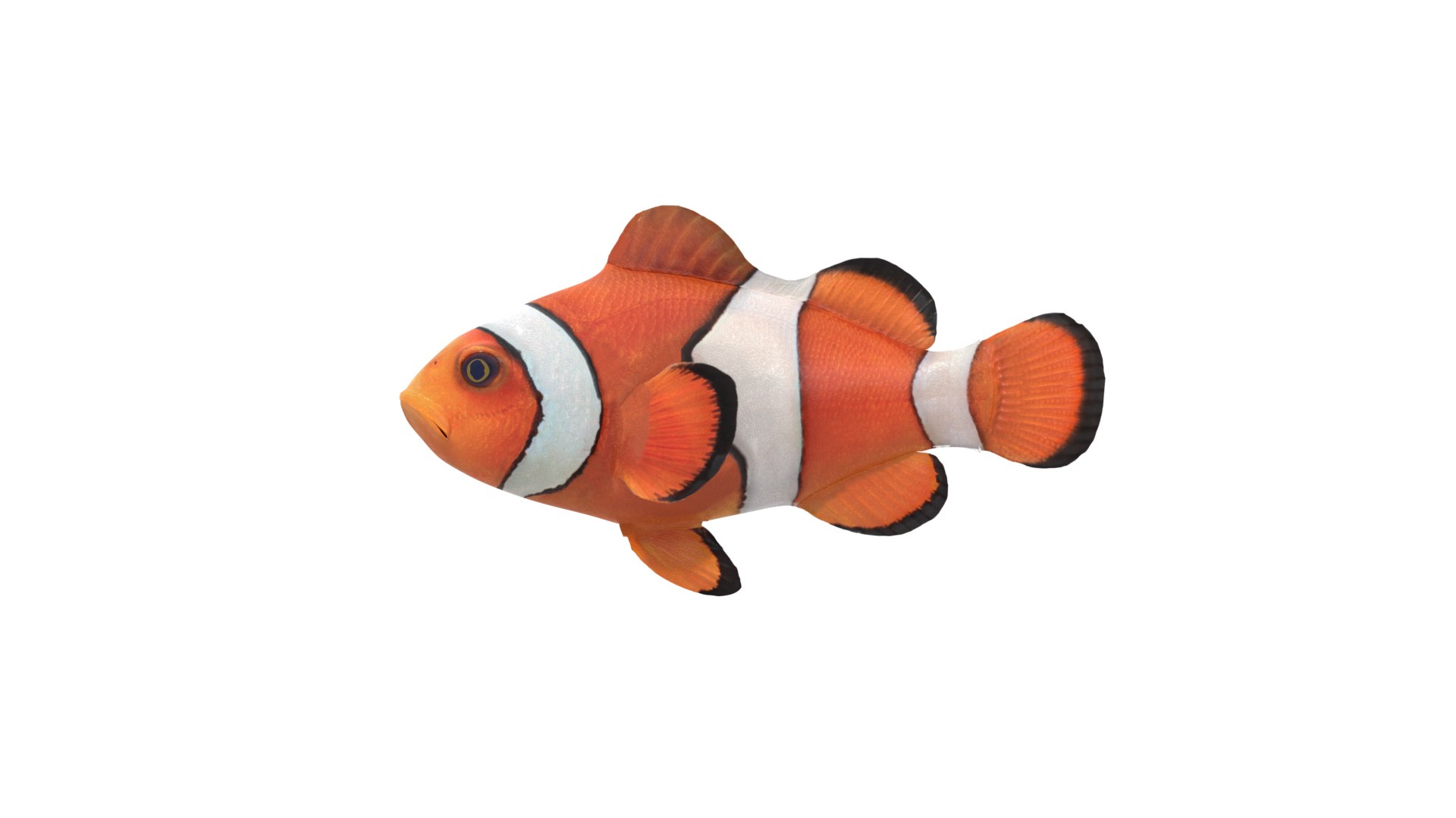 3D Clown Fish - TurboSquid 1611734