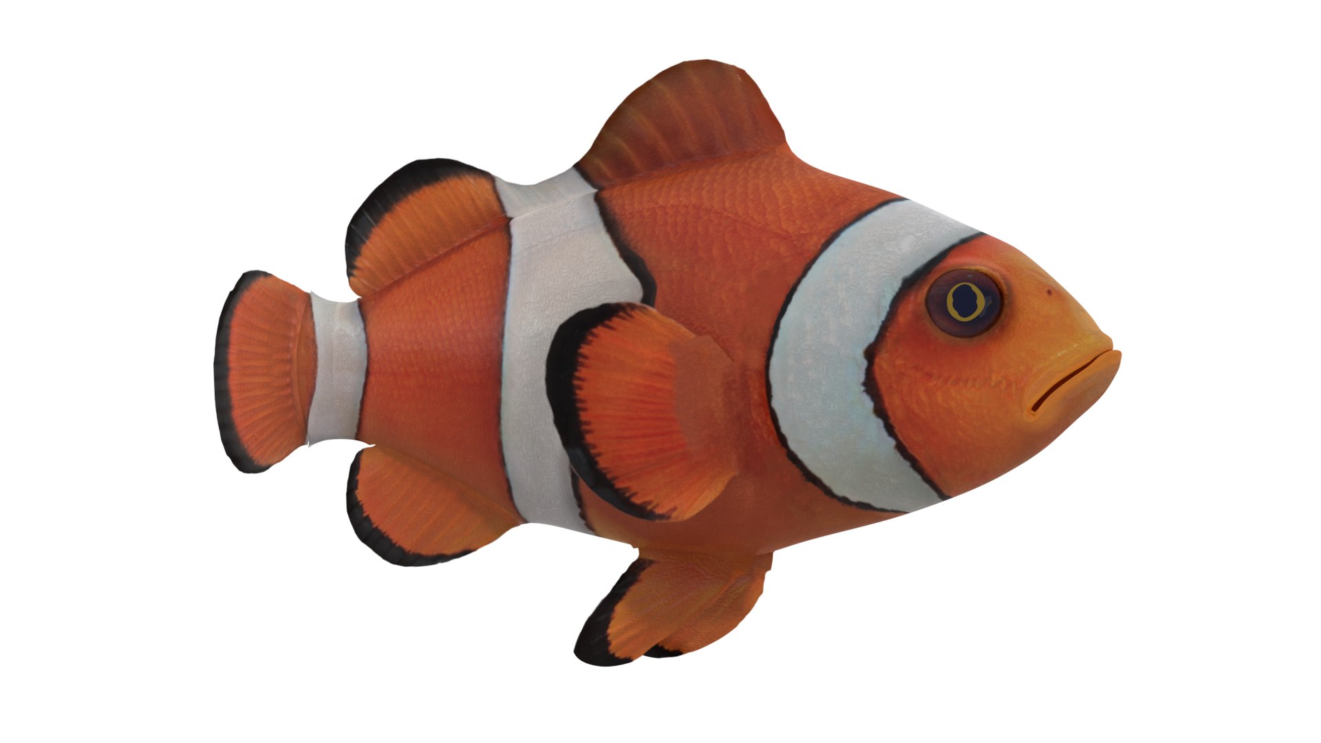 3D Clown Fish - TurboSquid 1611734