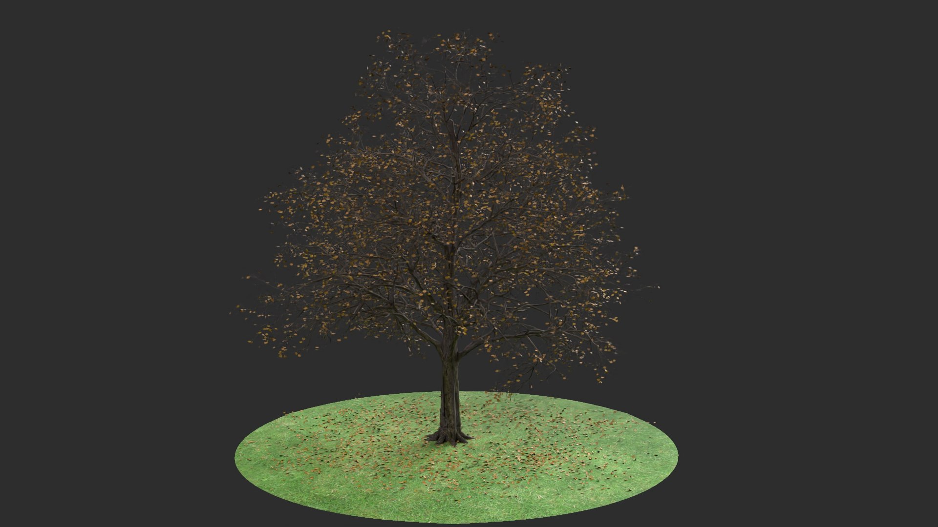 Ceratonia autumn hight 3D model - TurboSquid 1619642