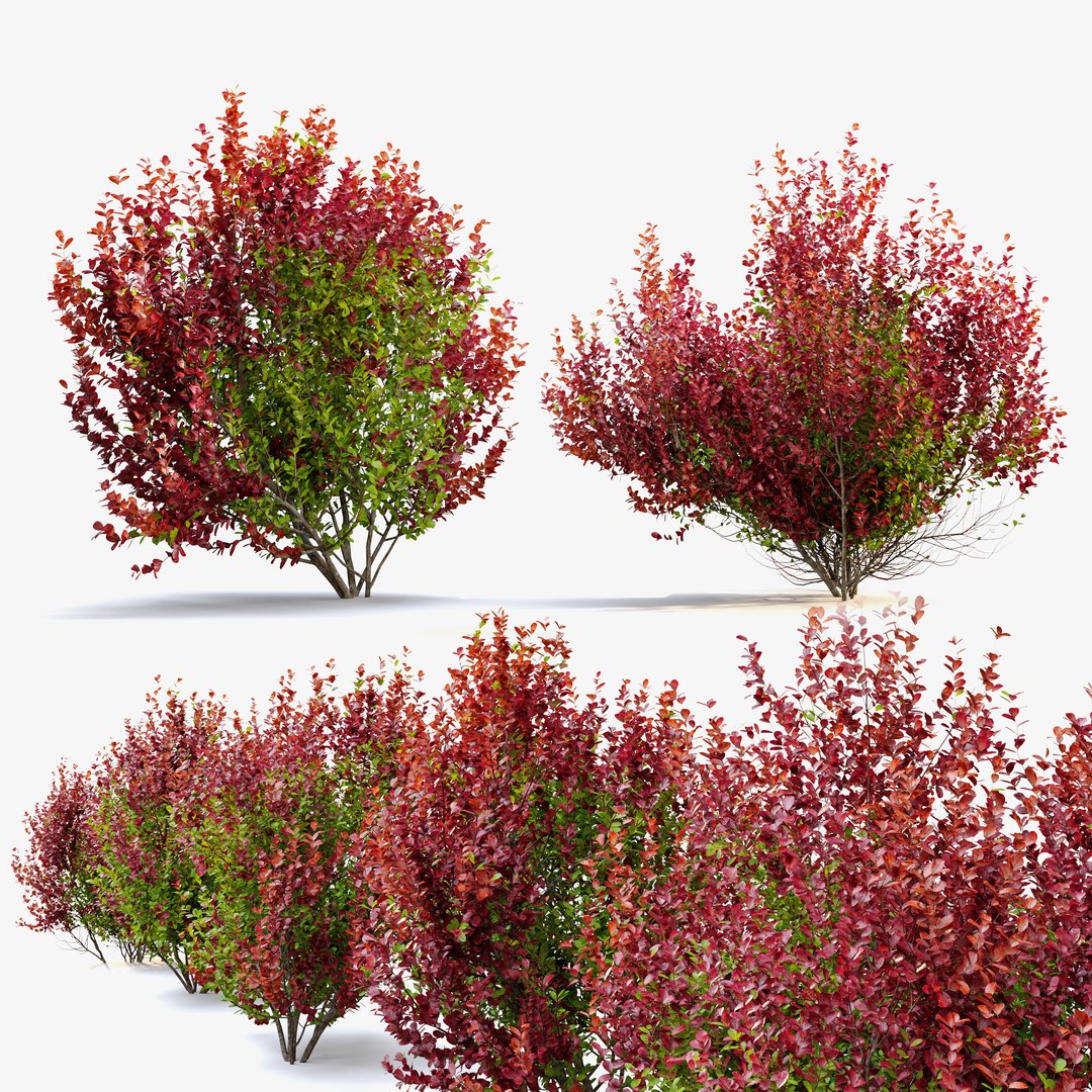 Barberry Shrub 3D Model - TurboSquid 1949191