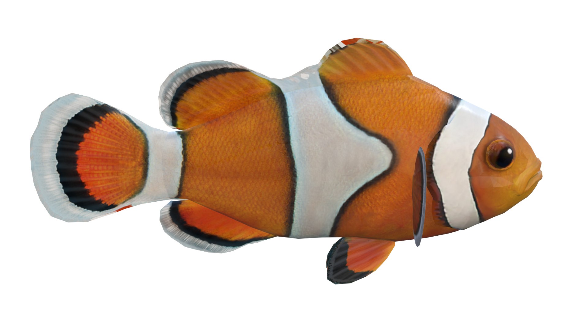 Orange And White Clownfish 3D Model 3D Model - TurboSquid 2313586