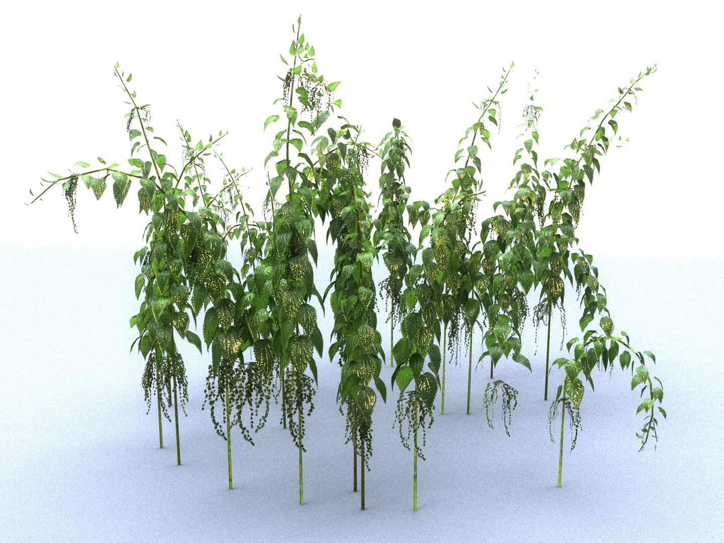 Nettle Ecosystems Pack 6 Model - TurboSquid 1312184