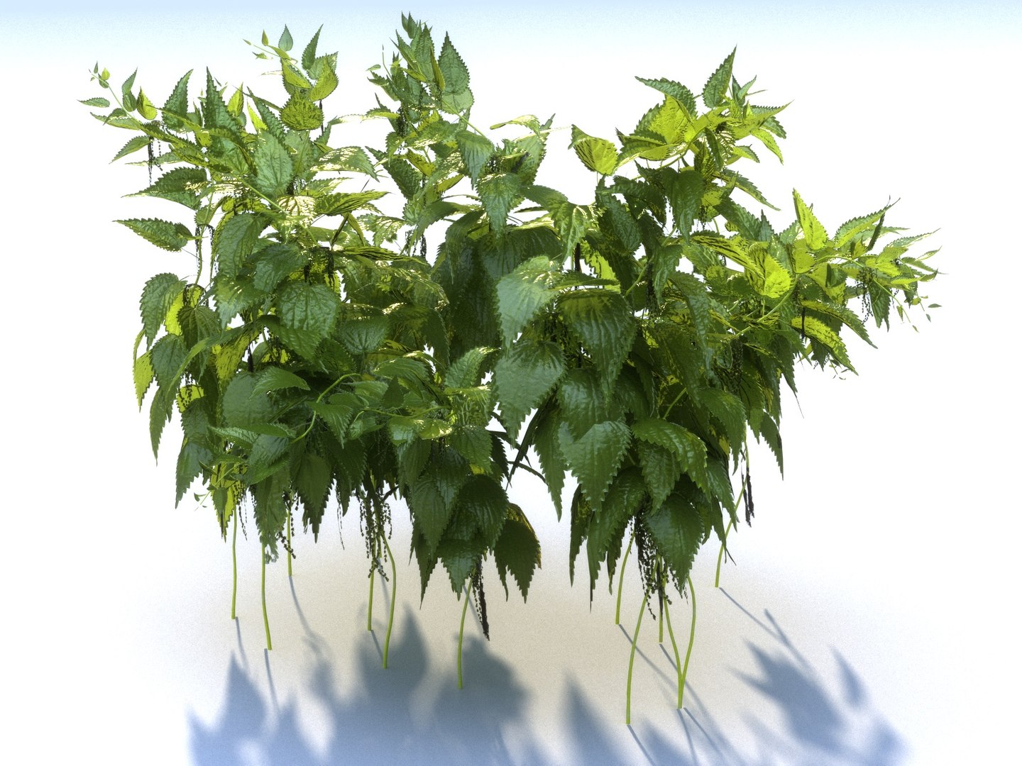 Nettle Ecosystems Pack 6 Model - TurboSquid 1312184